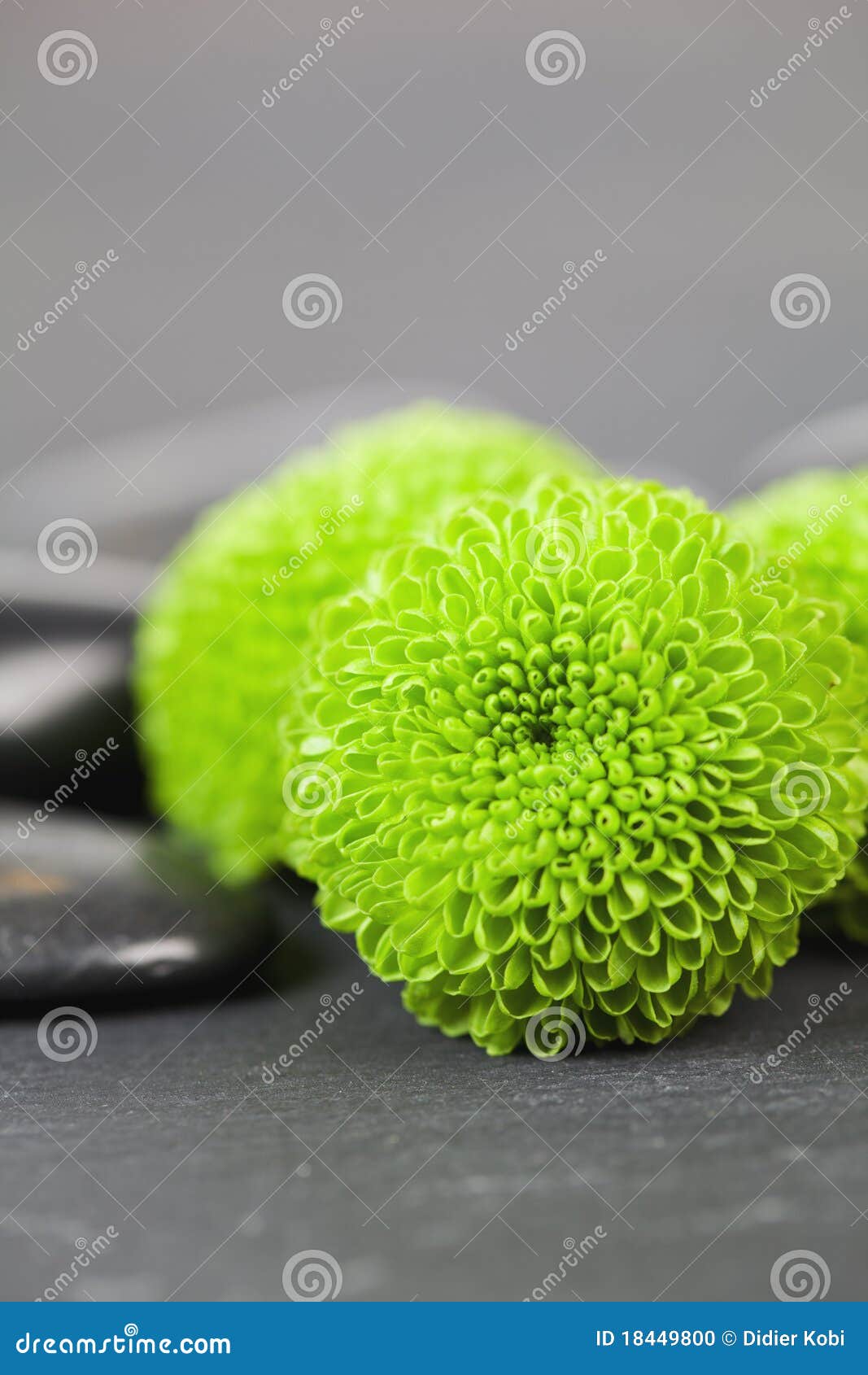 Fleur verte photo stock. Image du vert, centrale, âge - 18449800