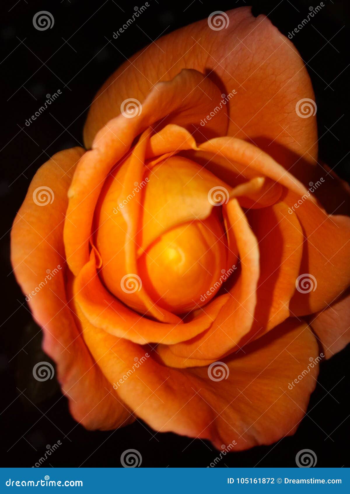 Fleure rose stock photo. Image of shot, original, fleure - 105161872