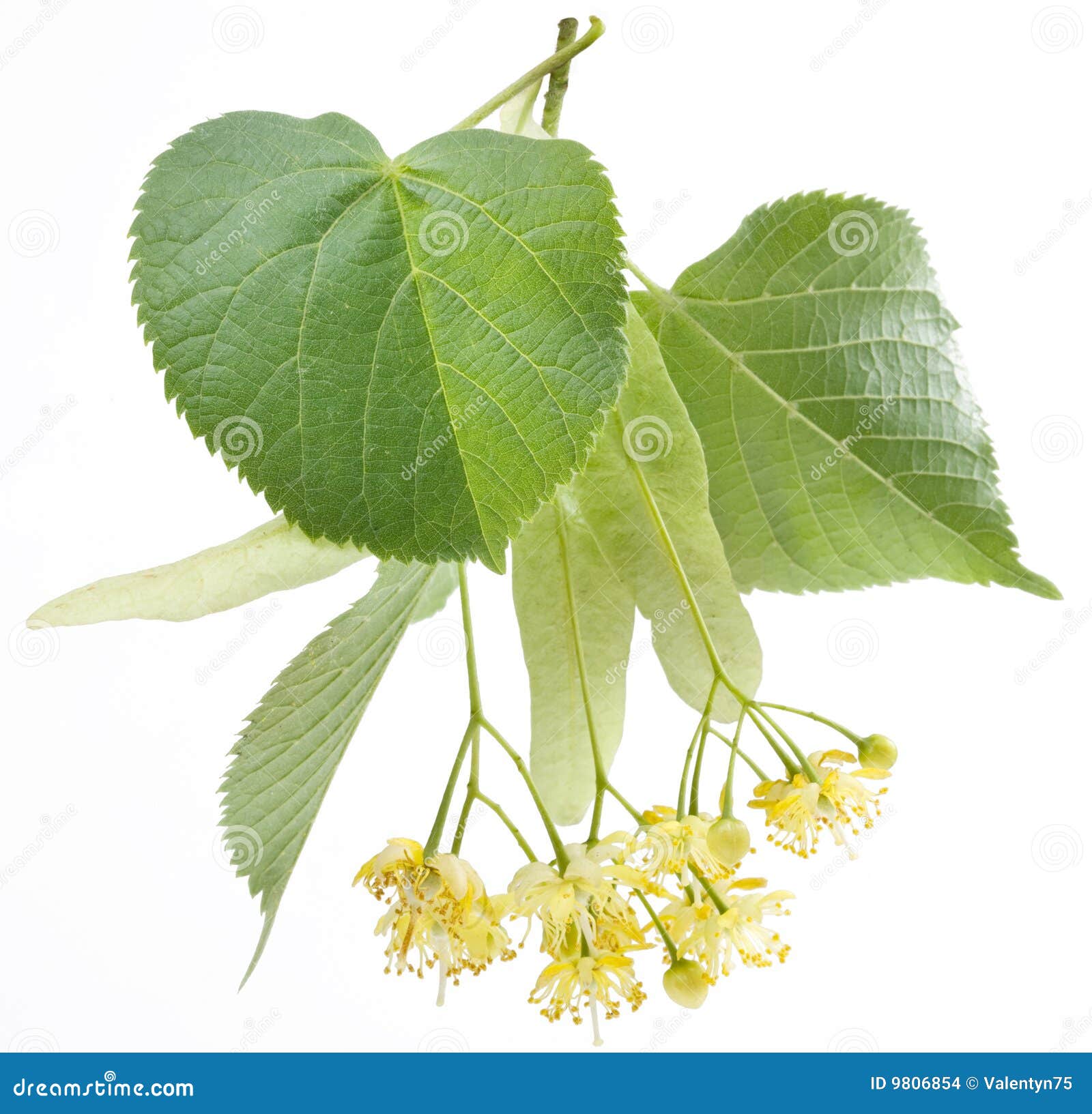 Fleurit l'arbre de tilleul photo stock. Image du normal - 9806854