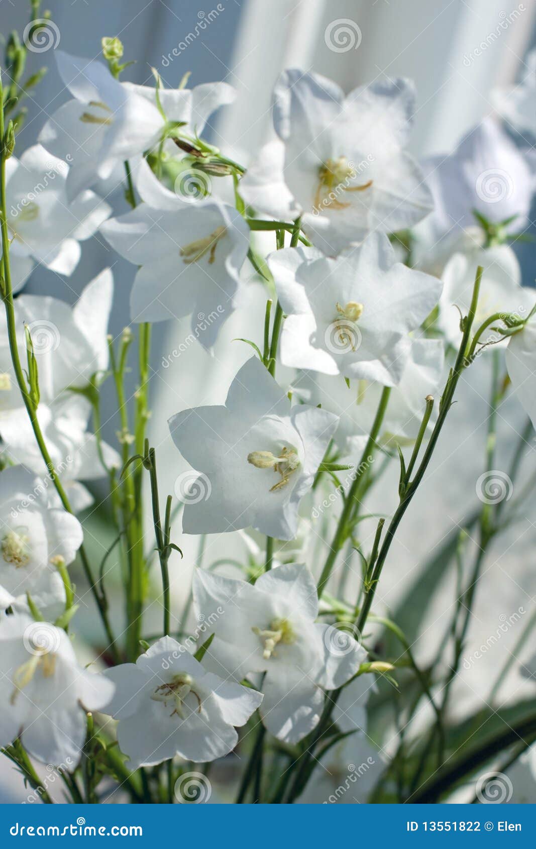 Fleurit Les Cloches Blanches - Campanula Photo stock - Image du beauté ...