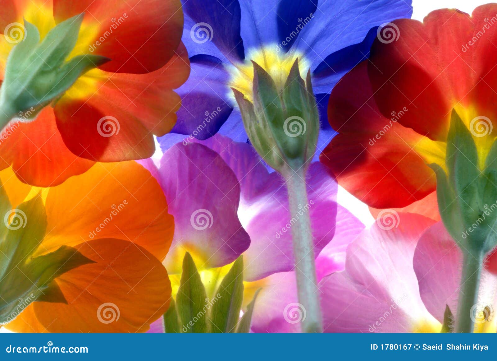 Fleurs image stock. Image du meilleur, ouvert, horticulture - 1780167