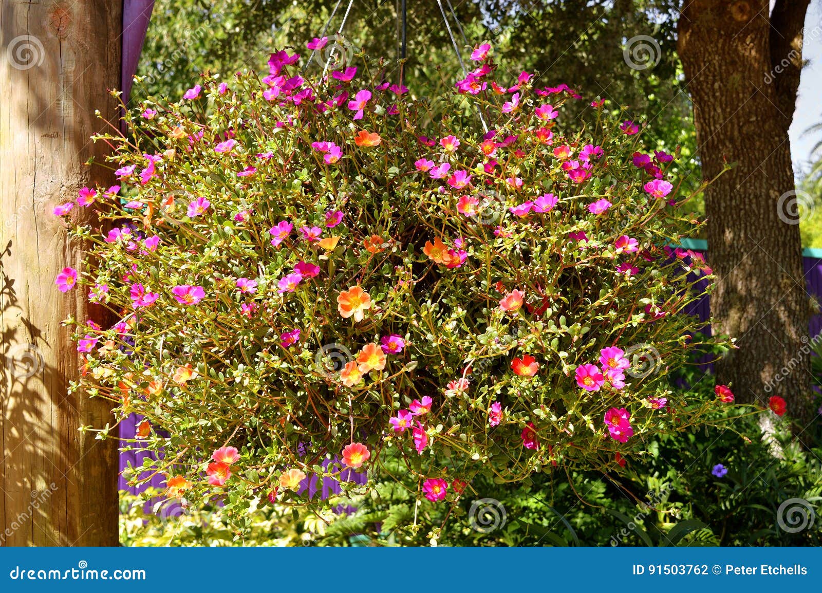 Fleurs Arbustives De Pourpier Photo stock - Image du biologique ...