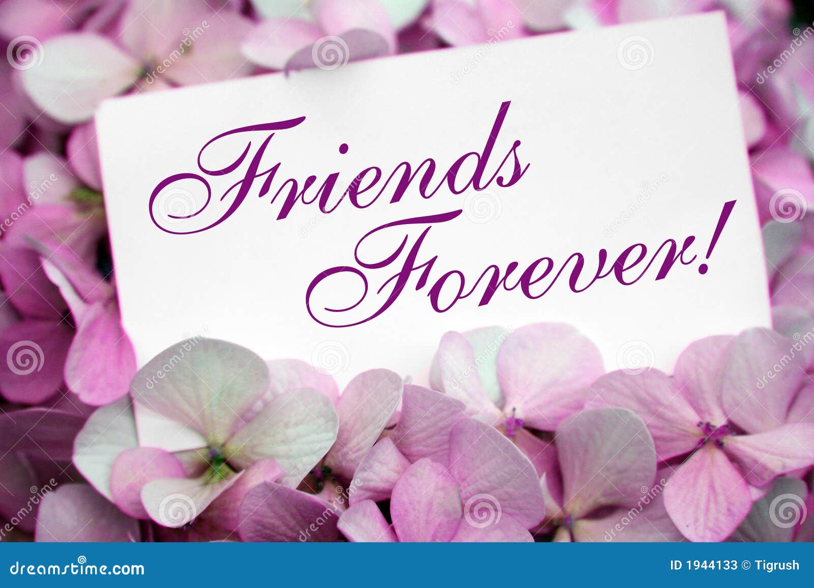 Fleurs Avec La Carte D'amitié Image stock - Image du vert, amis: 1944133