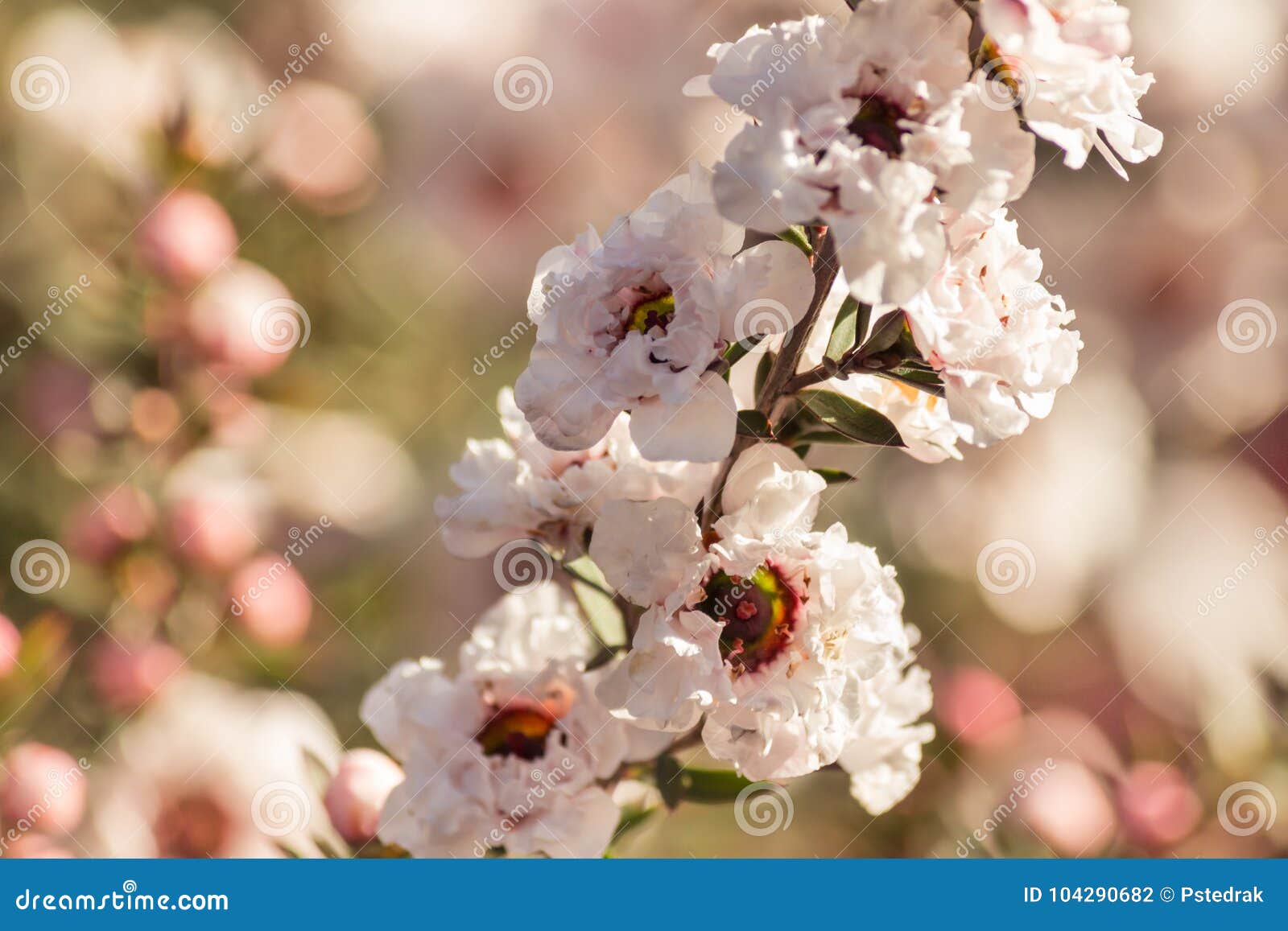 Fleurs Blanches D'arbre De Manuka En Fleur Photo stock - Image du miel ...