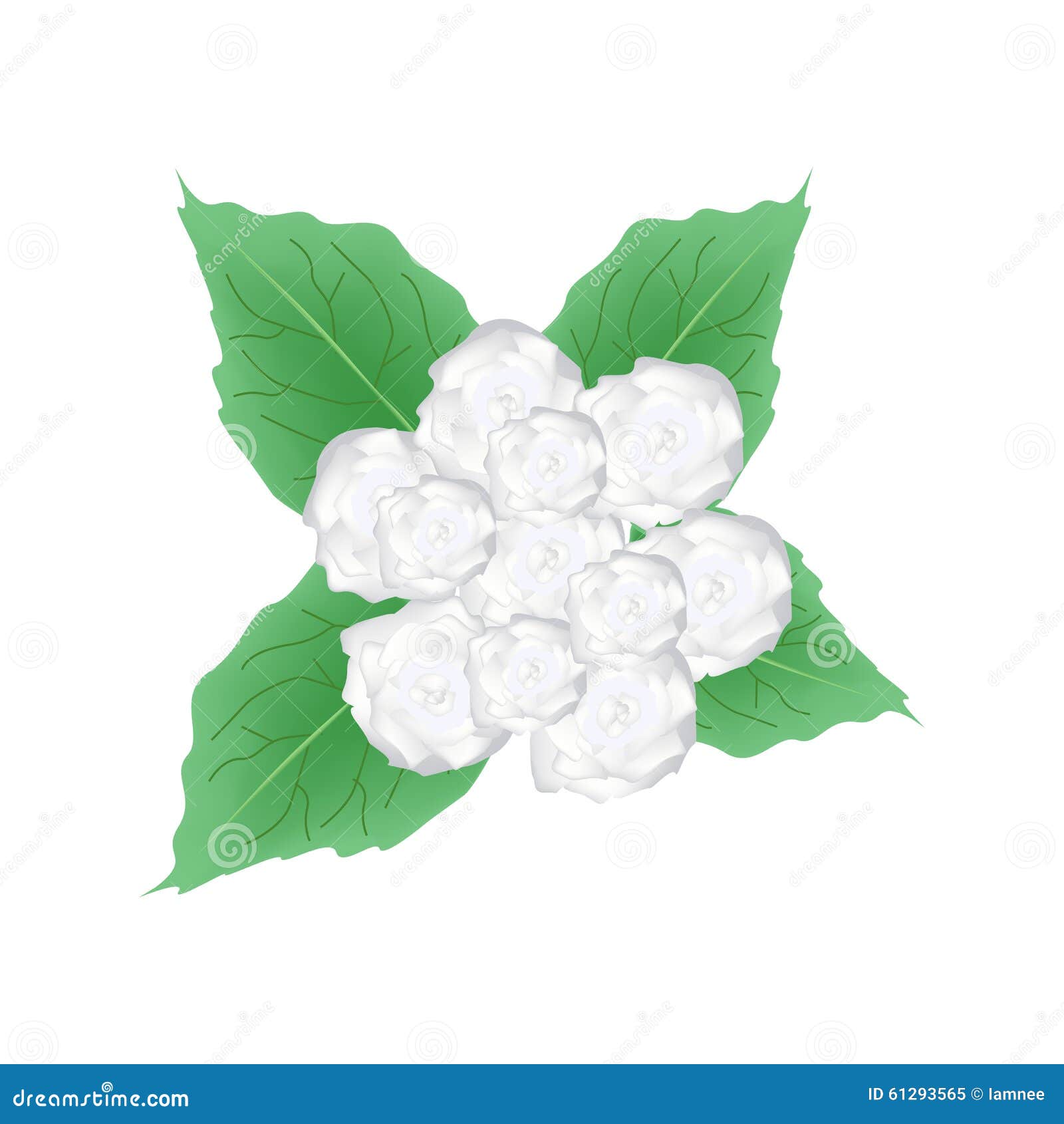 Fleurs Blanches De Glory Bower Flowers Ou De Clerodendrum Chinense ...