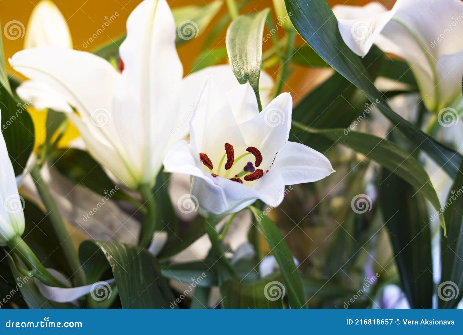 Fleurs Blanches De Lys Aux Feuilles Vertes Image stock - Image du ...