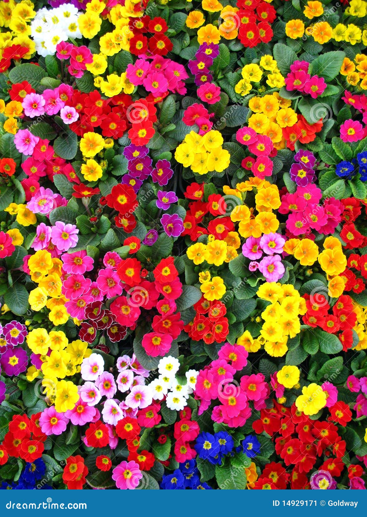 FLEURS COLORÉES image stock. Image du jardinage, fond - 14929171