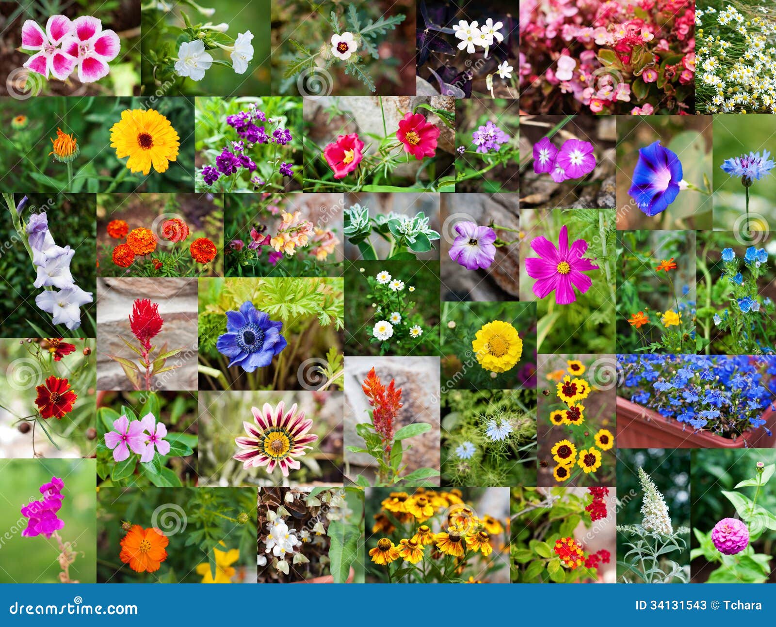 Fleurs d'été image stock. Image du fleur, glaïeul, beau - 34131543