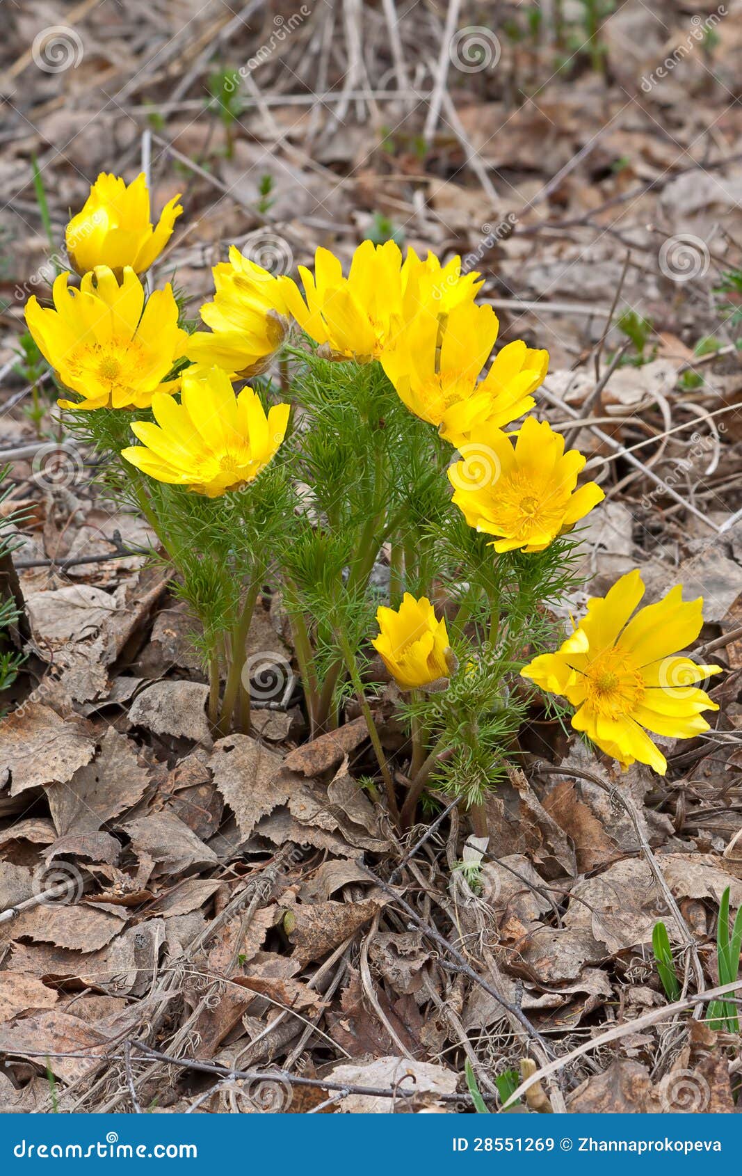 Fleurs d'Adonis image stock. Image du centrale, photo - 28551269