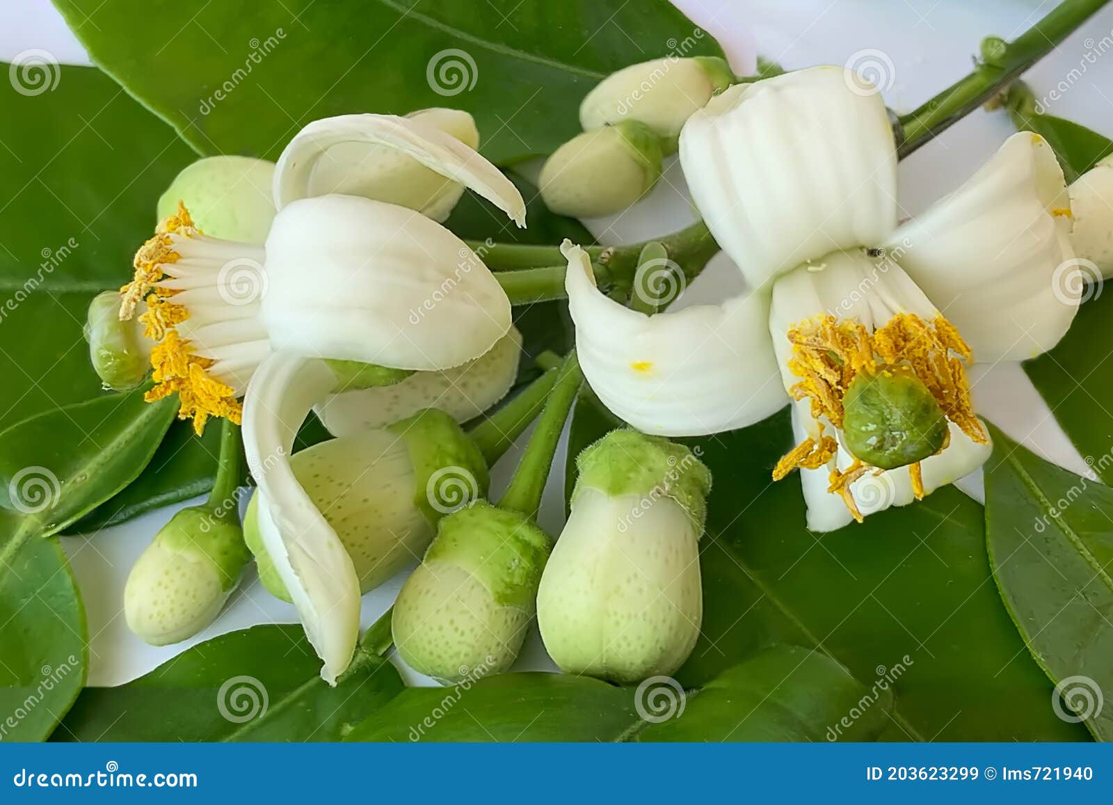 Fleurs D'agrumes De Pamplemousse Sur Le Blanc Image stock - Image du ...