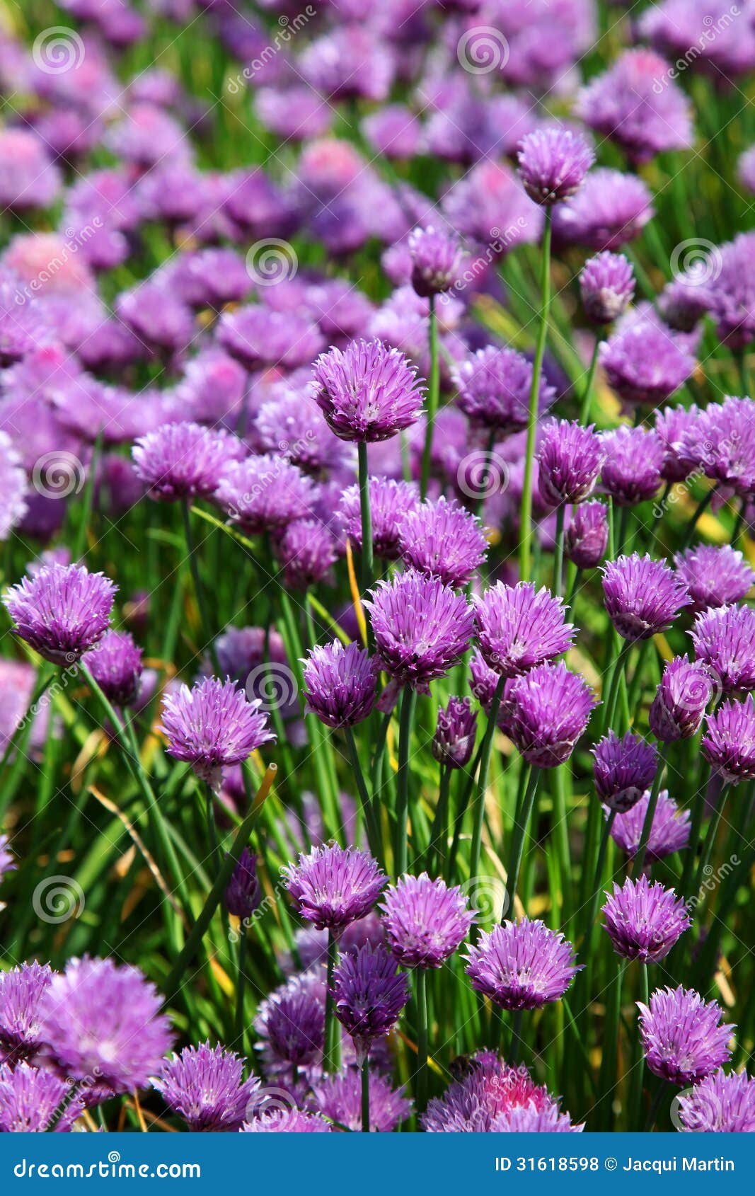 Fleurs d'ail photo stock. Image du jardinage, mangeable - 31618598