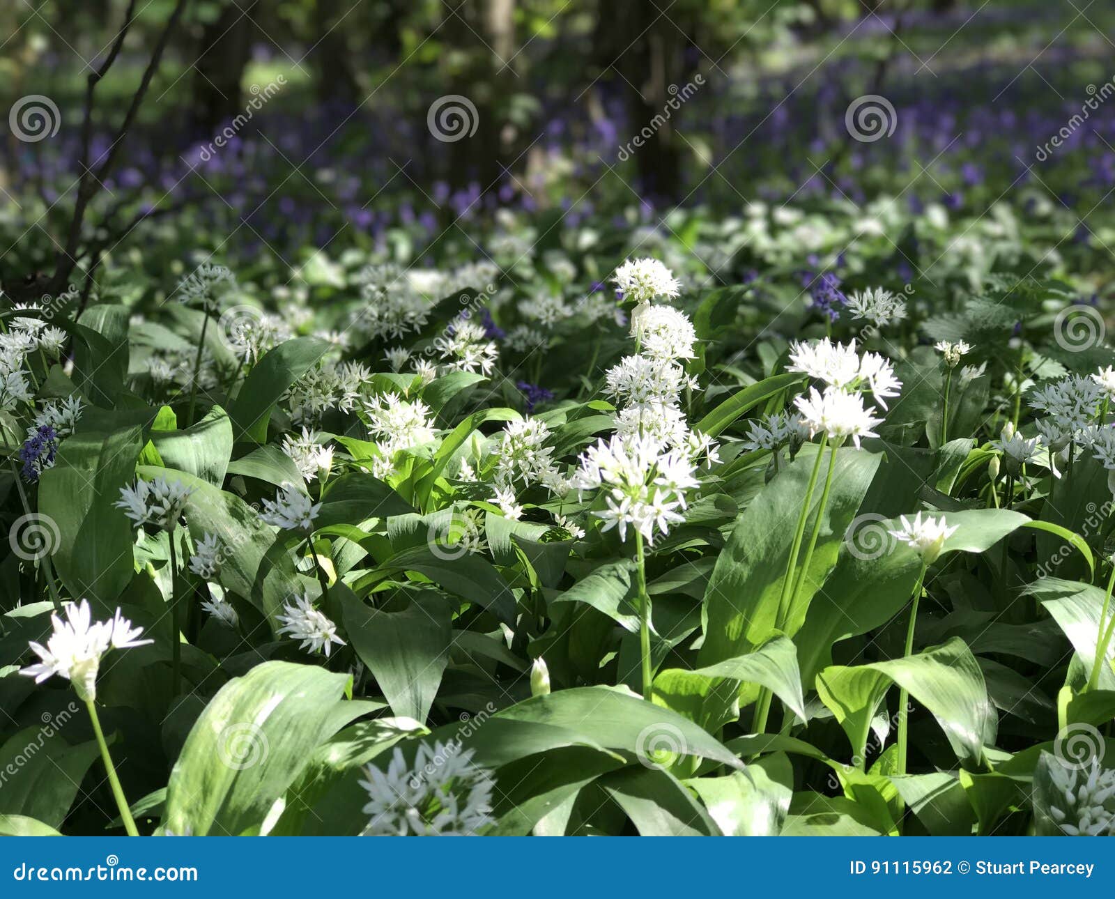 Fleurs d'ail sauvage photo stock. Image of sauvage, vert - 91115962