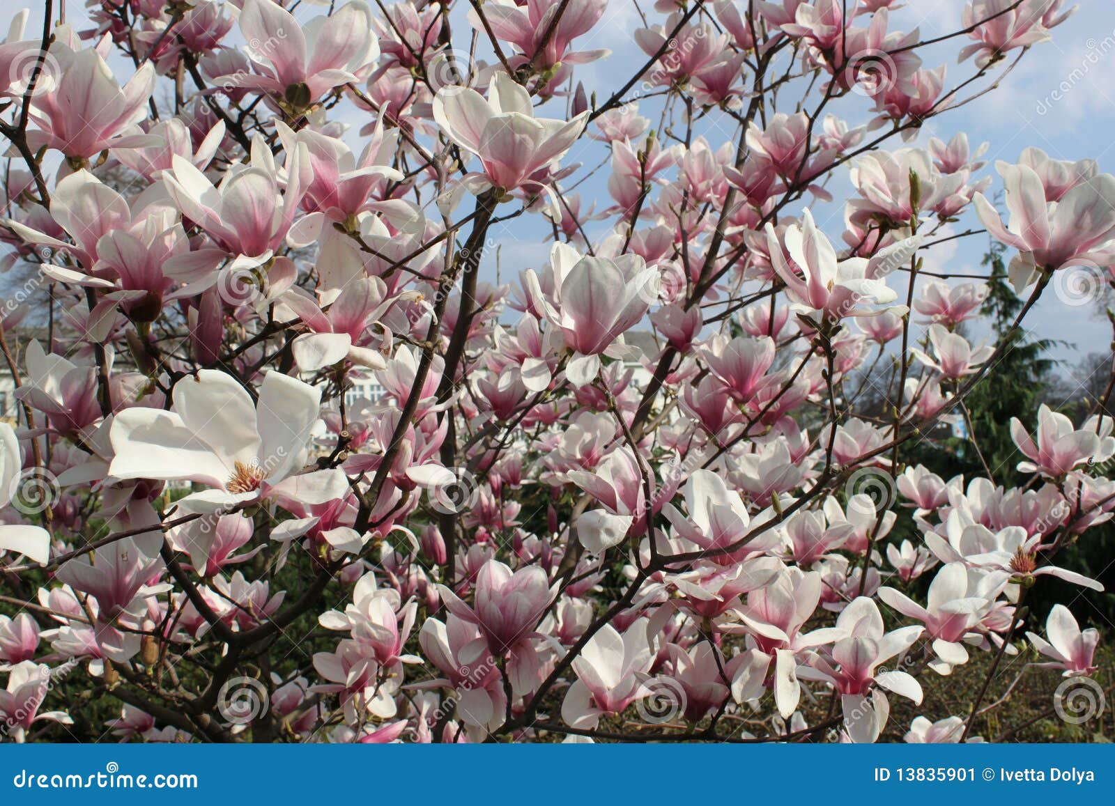 Fleurs d'arbre image stock. Image du centrale, branchement - 13835901