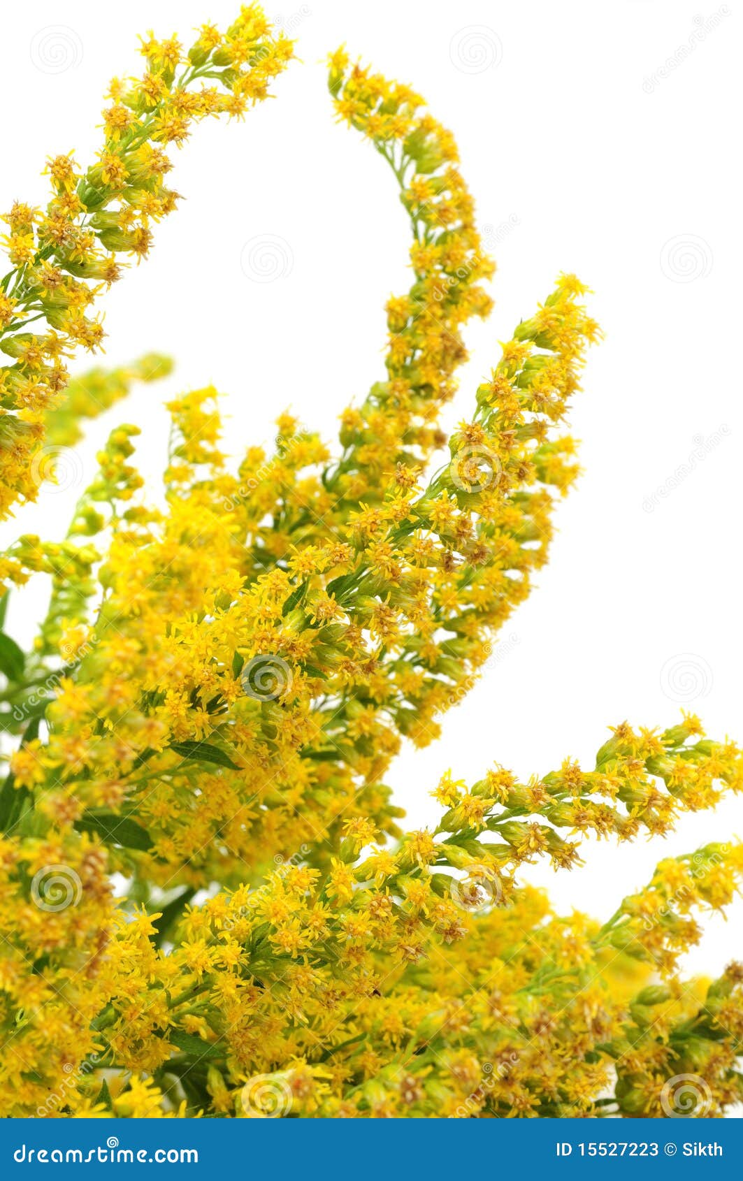 Fleurs d'or du Canada image stock. Image du tête, copie - 15527223