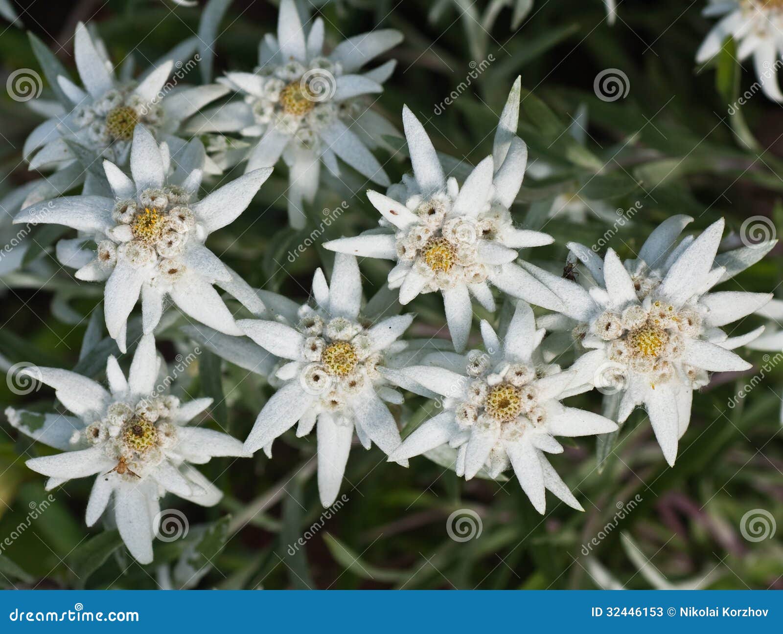 Fleurs d'edelweiss image stock. Image du edelweiss, blanc - 32446153