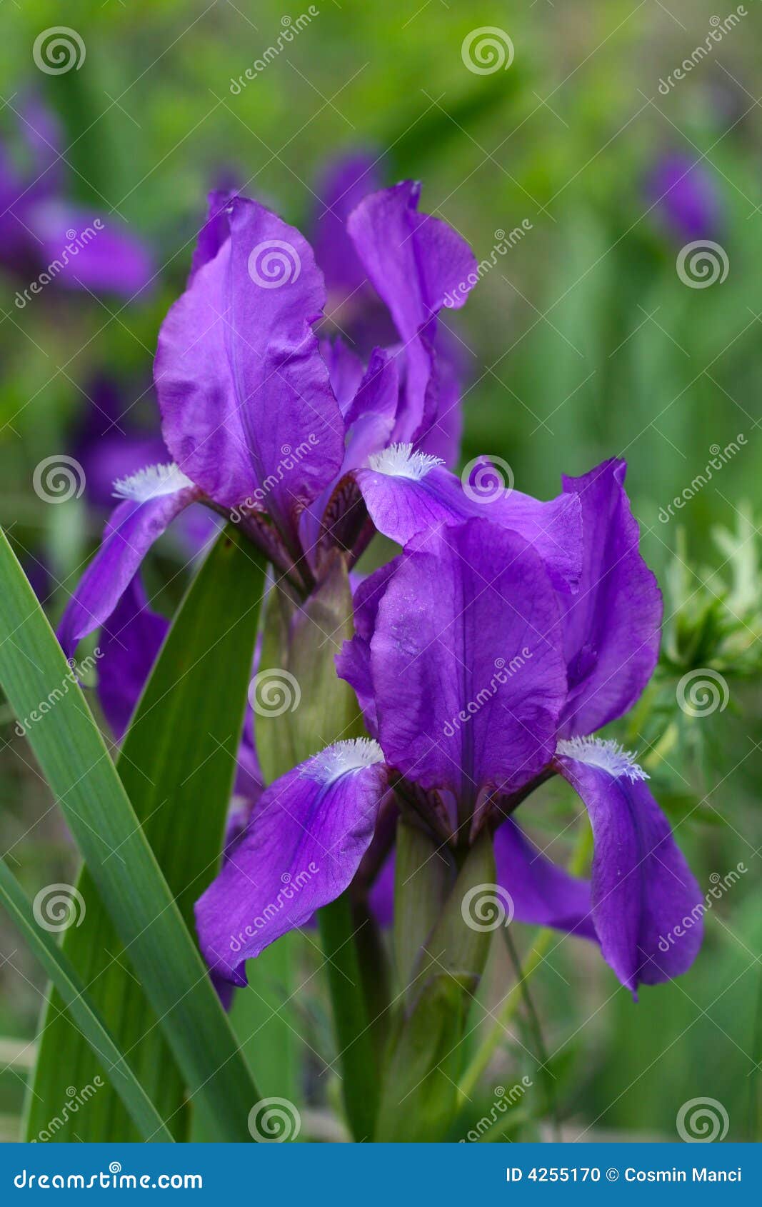 Fleurs d'iris de selles photo stock. Image du bleu, désert - 4255170