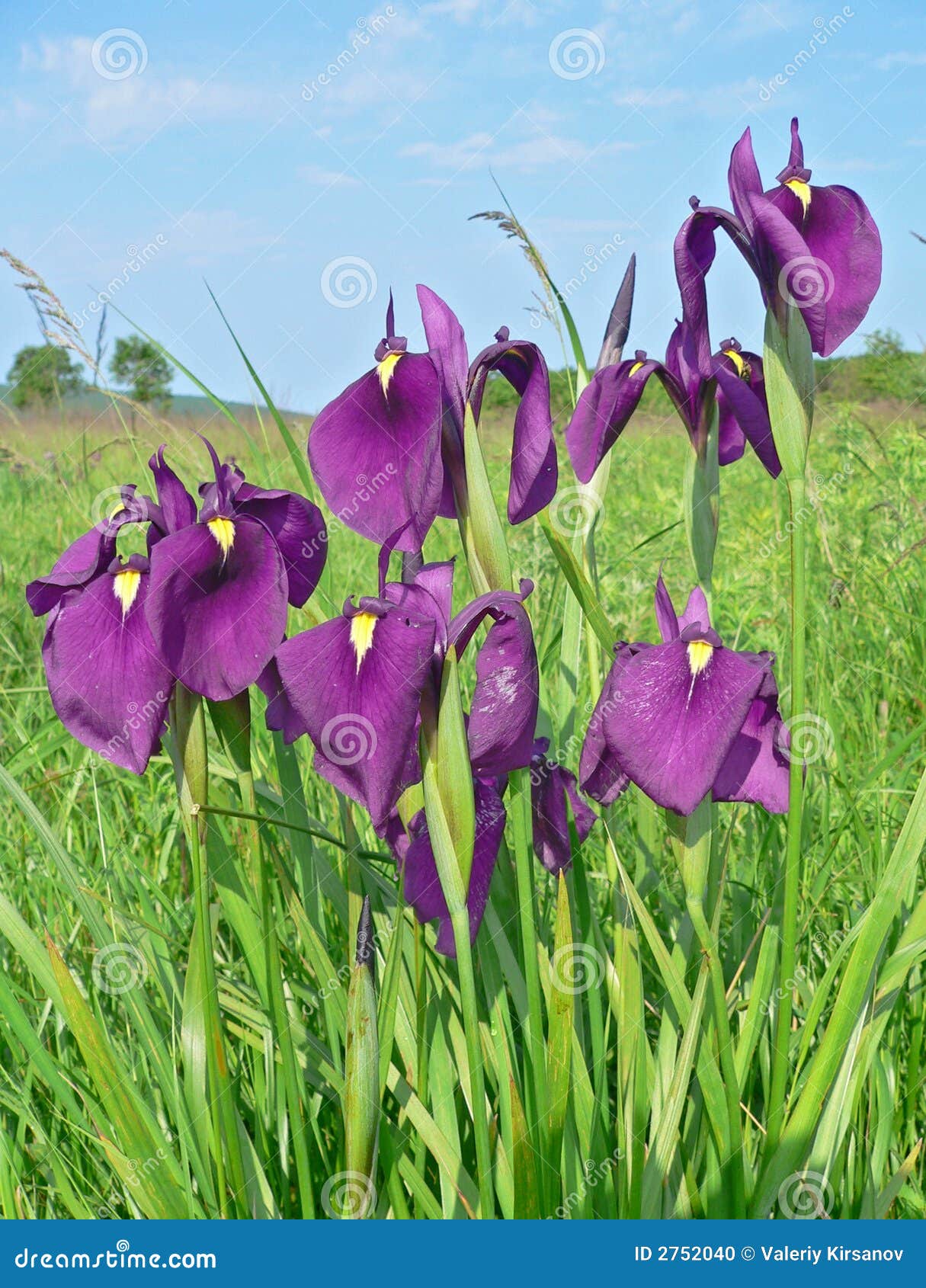 Fleurs D'iris (ensata D'iris) Photo stock - Image du loin, extérieur: 2752040