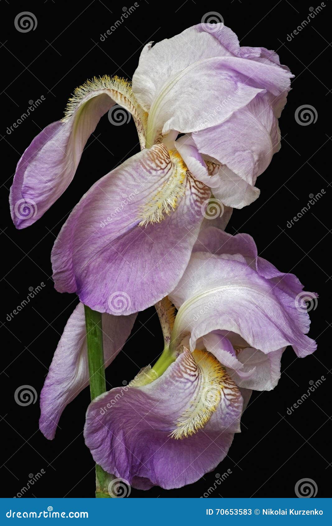 Fleurs d'iris germanique image stock. Image du hybride - 70653583