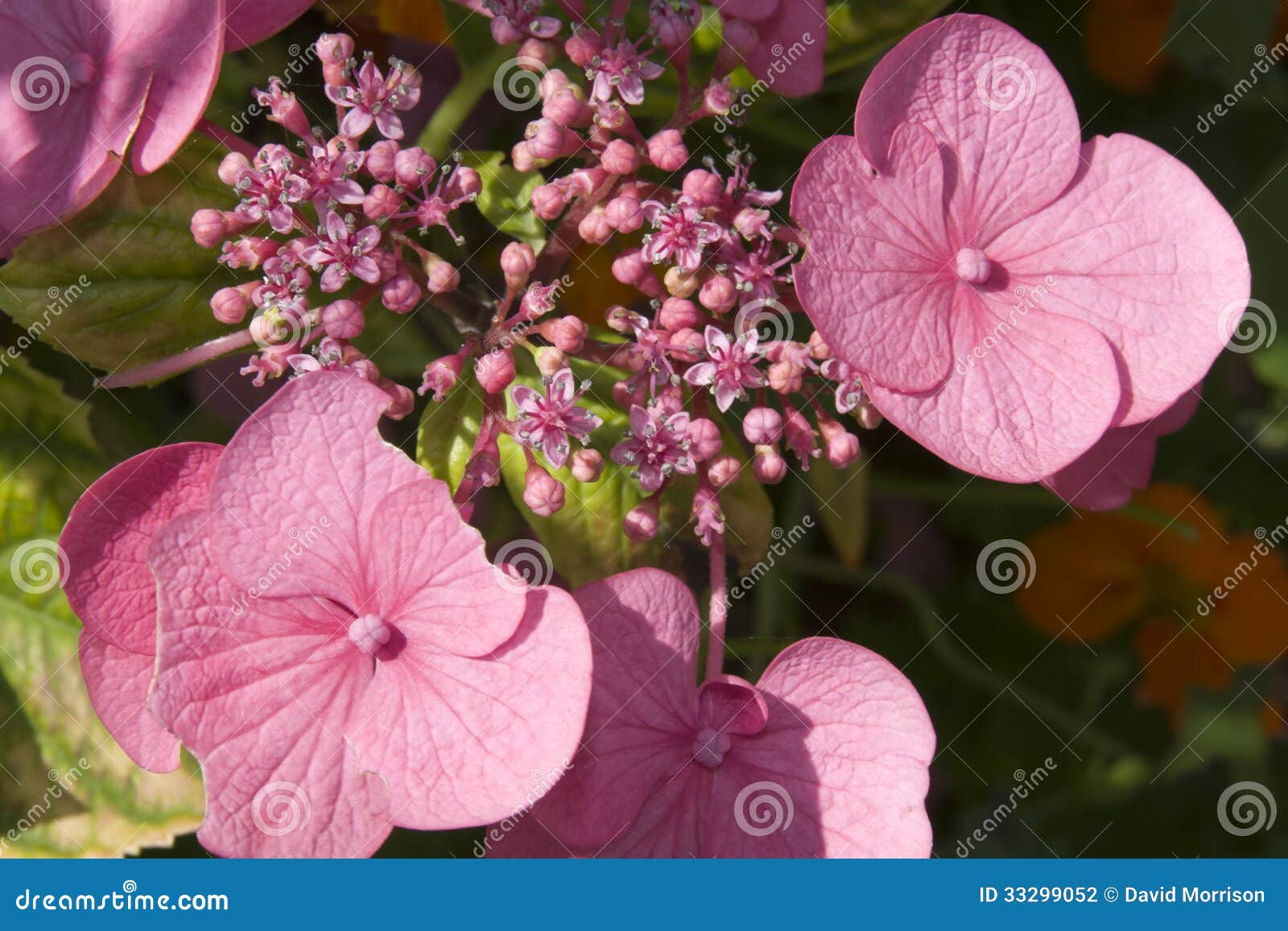 Fleurs D'Irlandais De Rose Sauvage Photo stock - Image du horticulture ...