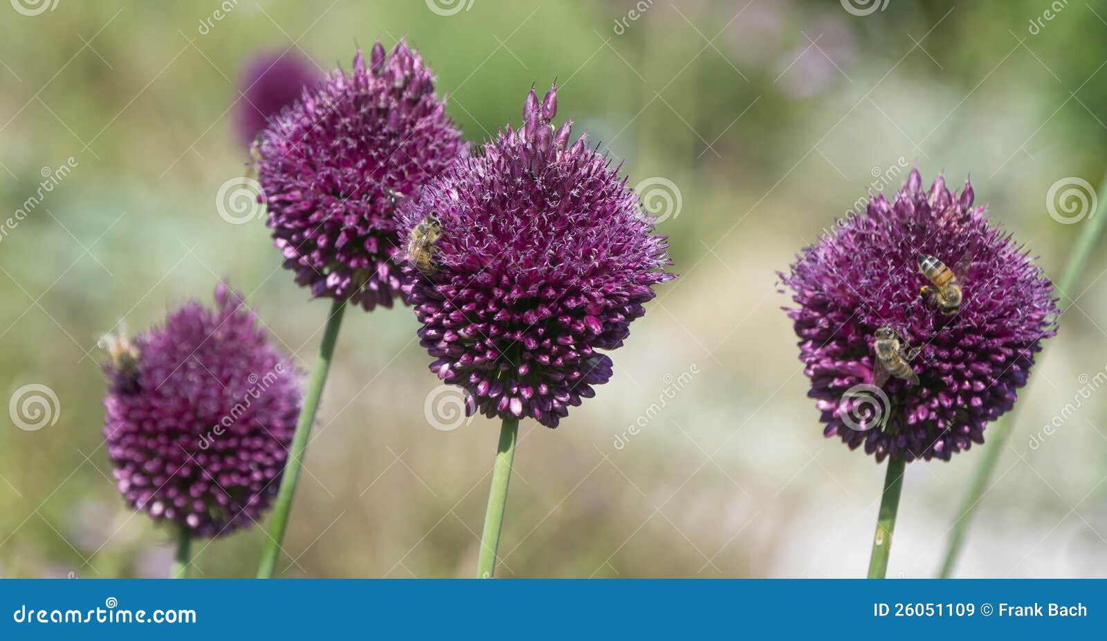 Fleurs d'oignon rouge image stock. Image du fleur, bulbeux - 26051109