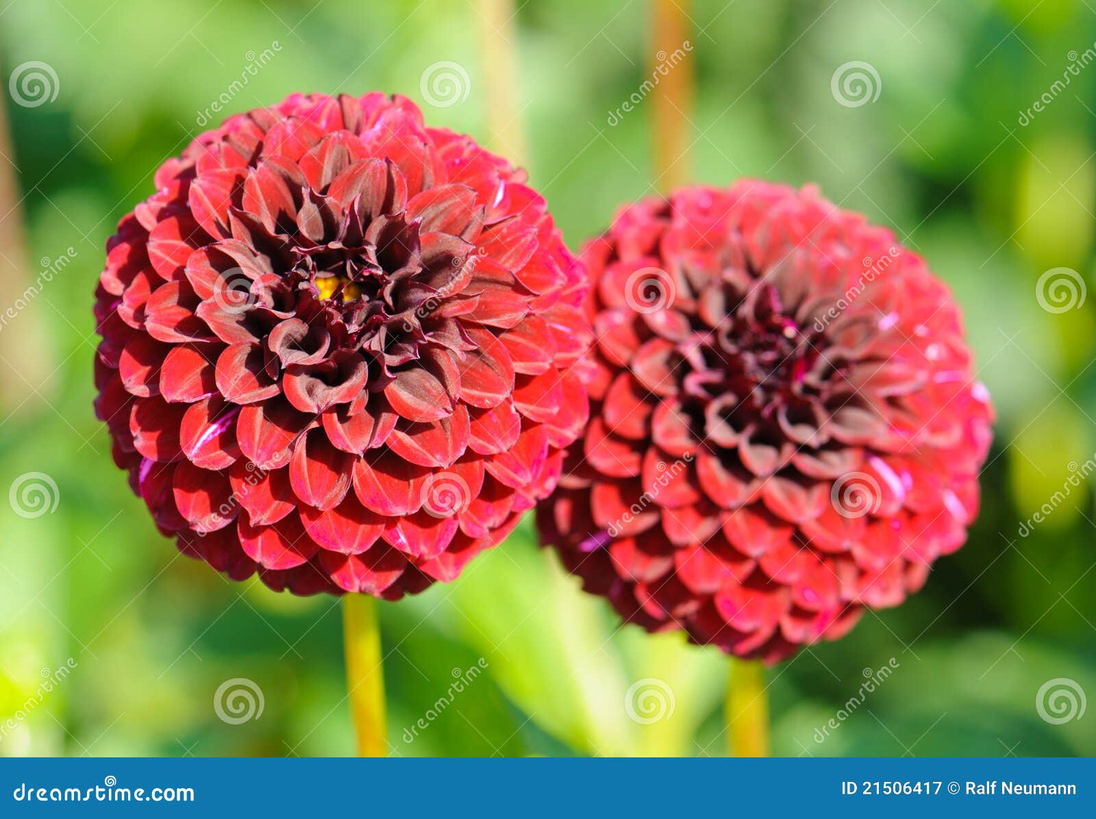 Fleurs D'un Dahlia Rouge De Jardin Image stock - Image du dahlia ...