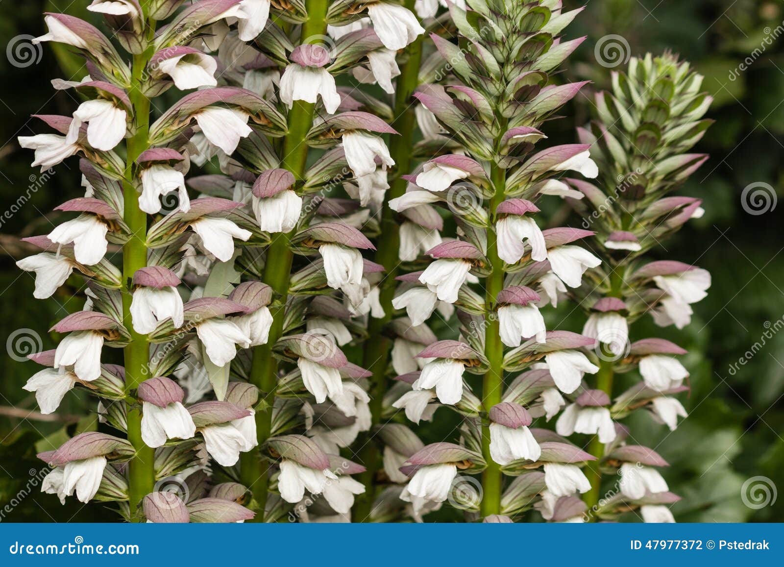 Fleurs d'usine d'acanthe photo stock. Image du culasses - 47977372
