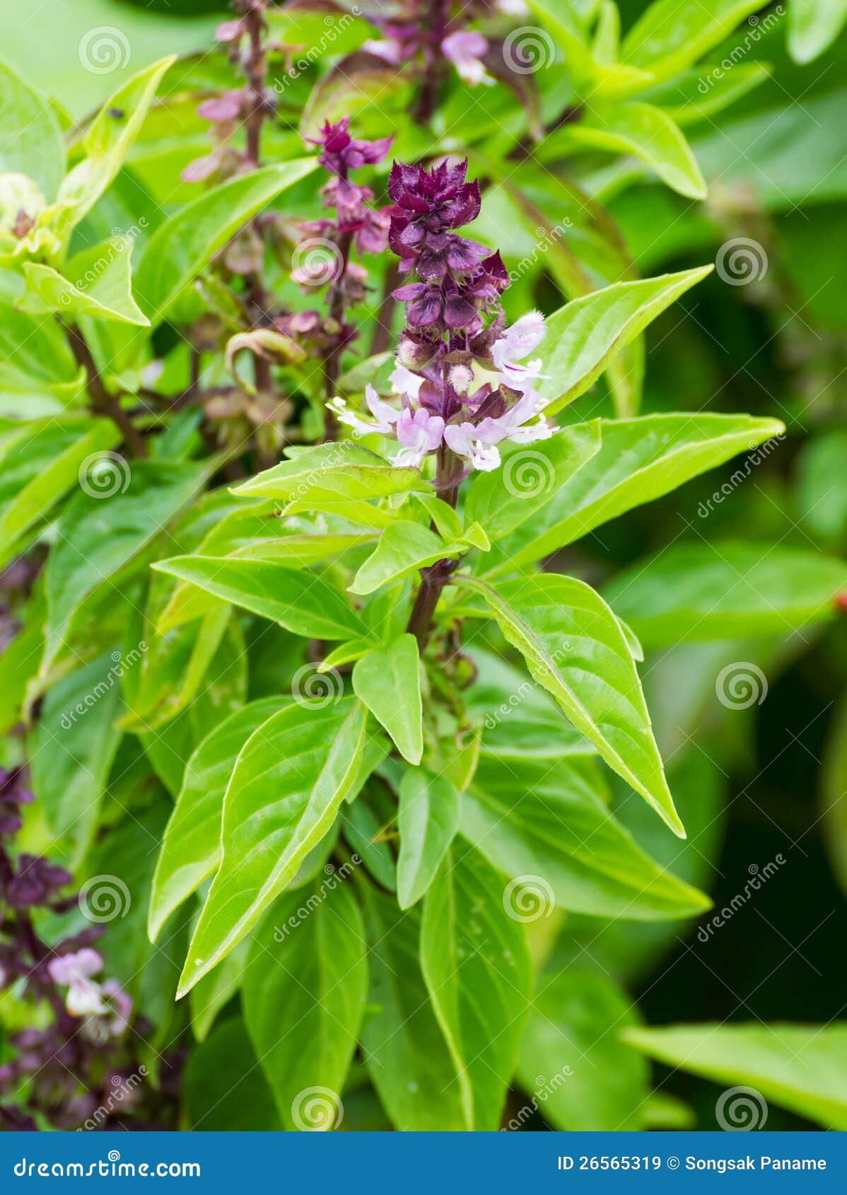 Fleurs De Basilic Dans Le Jardin Image stock - Image du jardin ...