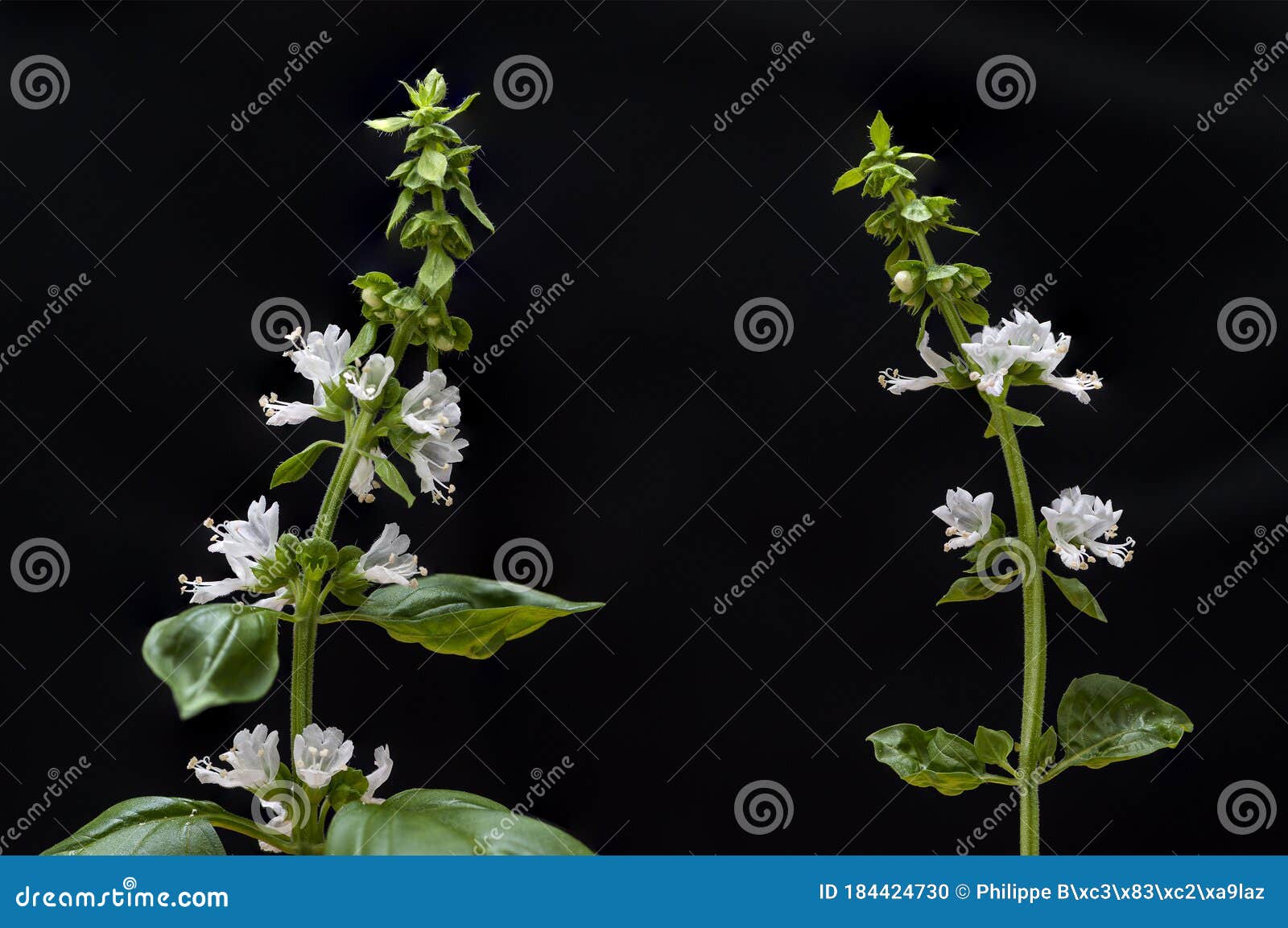 Fleurs De Basilic Dans Le Noir Stock Photo - Image of aromatic, flowers ...