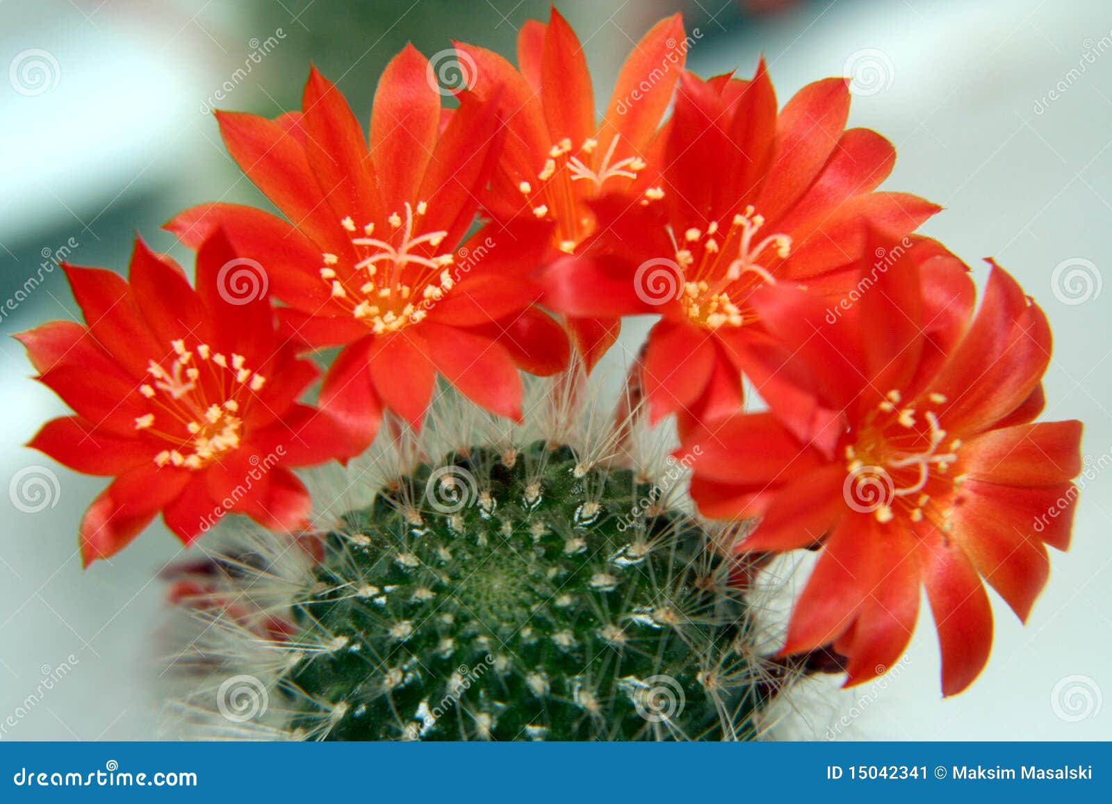 Fleurs de cactus image stock. Image du vert, épine, fleur - 15042341
