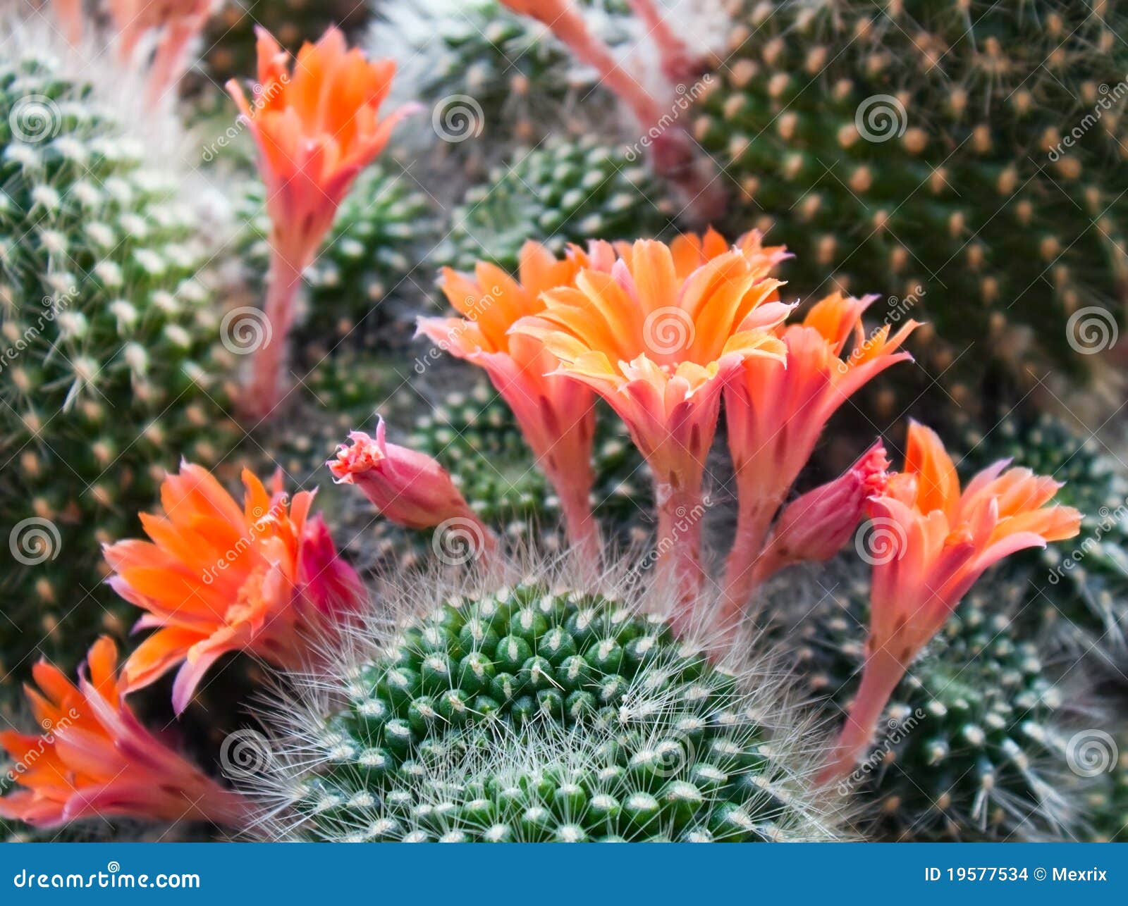 Fleurs de cactus photo stock. Image du herbe, jardinage - 19577534