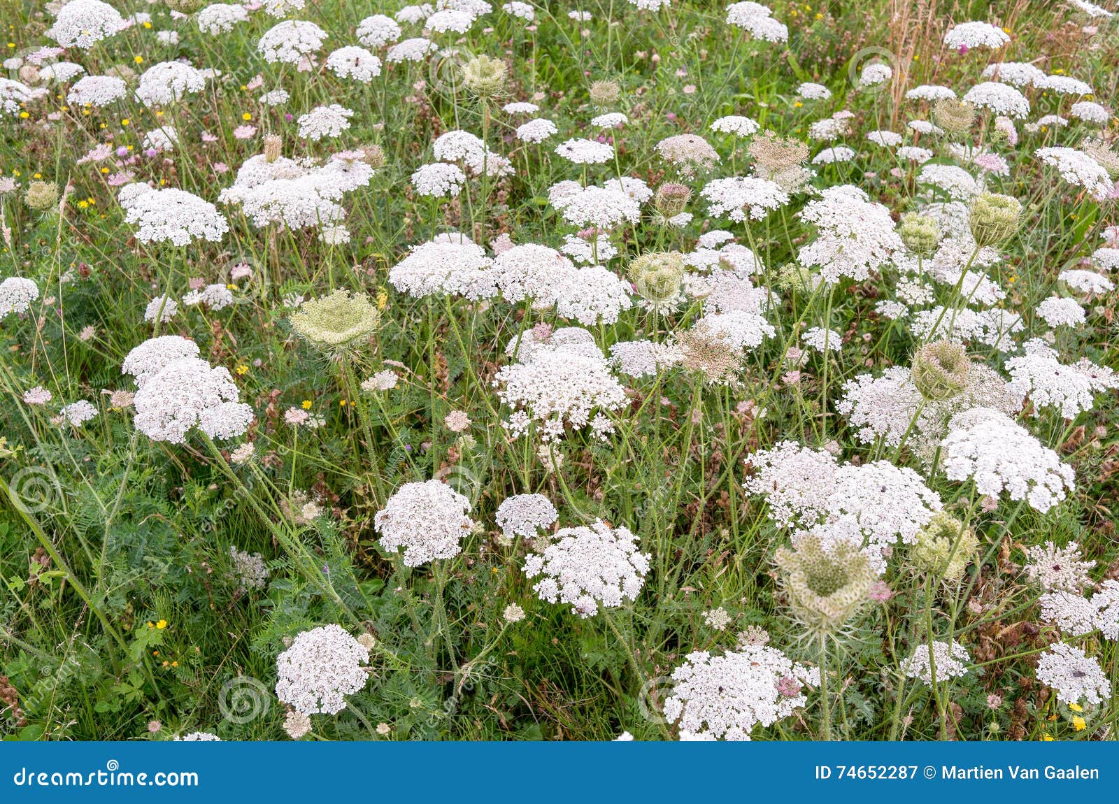 Fleurs de carotte sauvage image stock. Image du été, fleuraison - 74652287