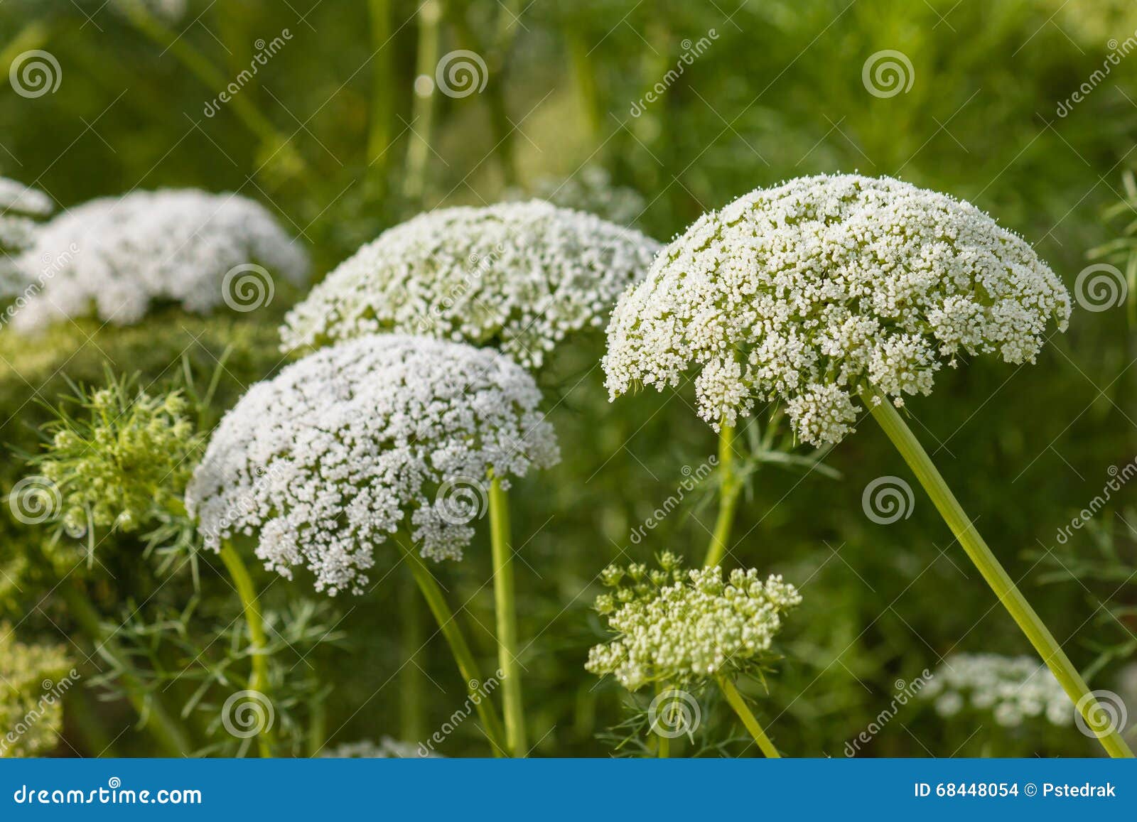 Fleurs De Carotte Sauvage En Fleur Photo stock - Image du cheminée ...