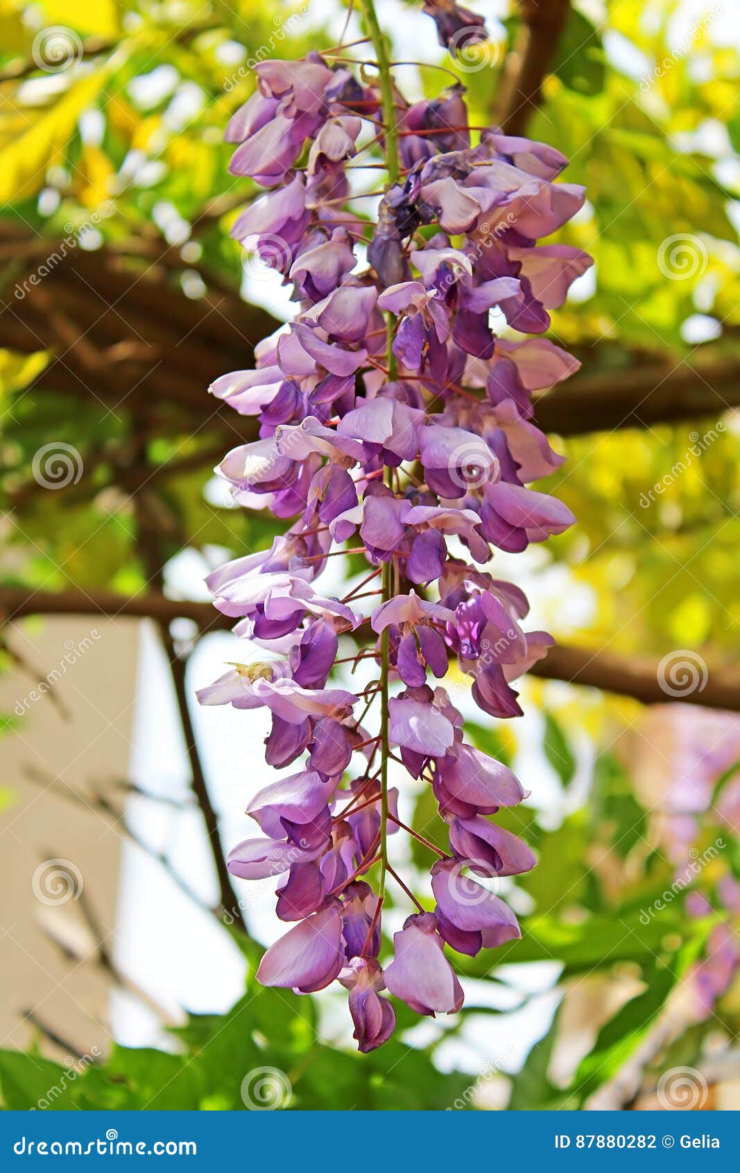 137 Photos de Fleurs De Caroubier - Photos de stock gratuites et libres ...