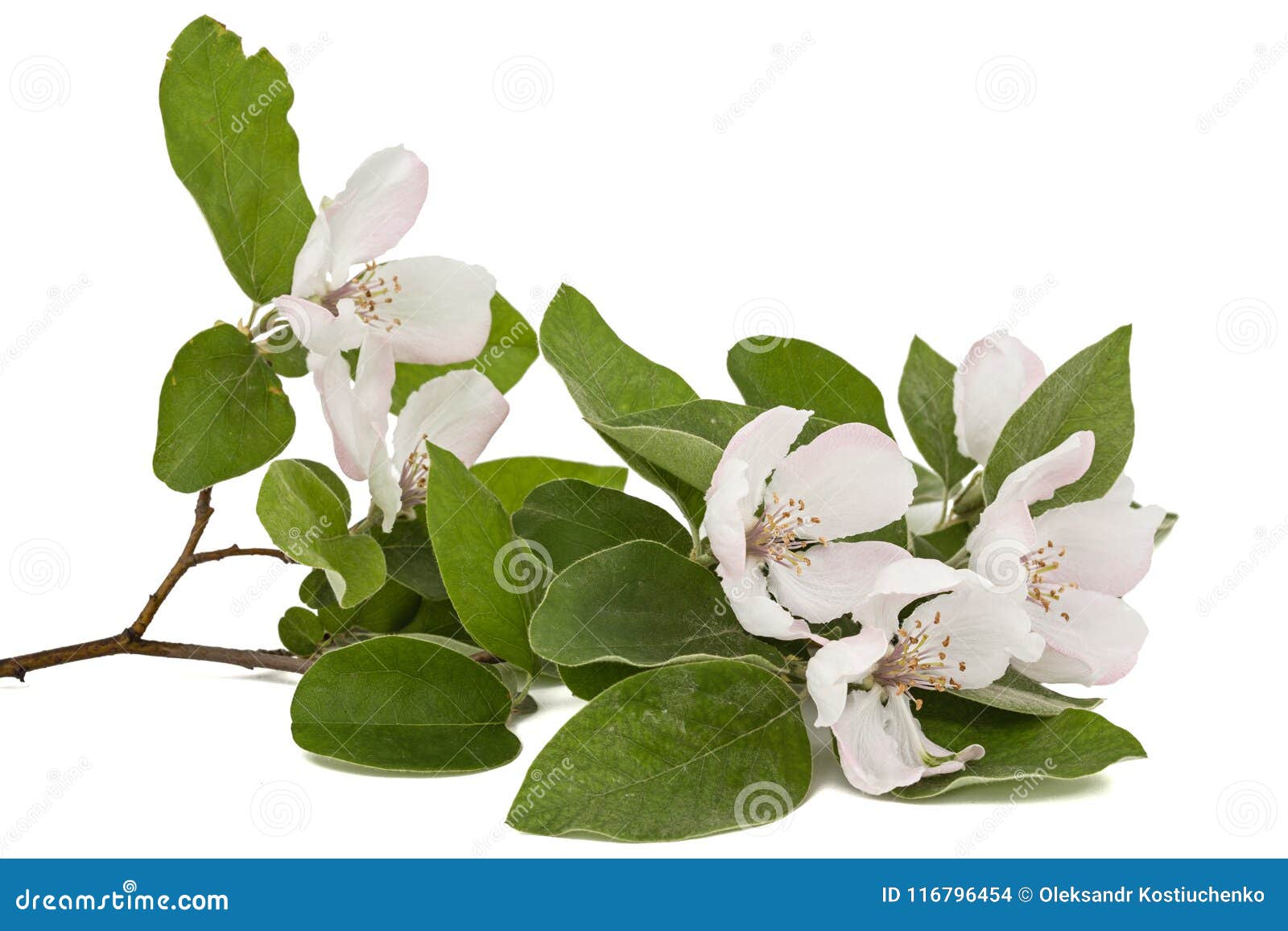 Fleurs De Coing, D'isolement Sur Un Fond Blanc Photo stock - Image du ...