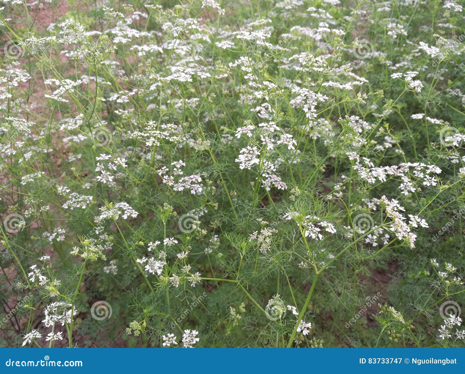 Fleurs de coriandre image stock. Image du assaisonnement - 83733747