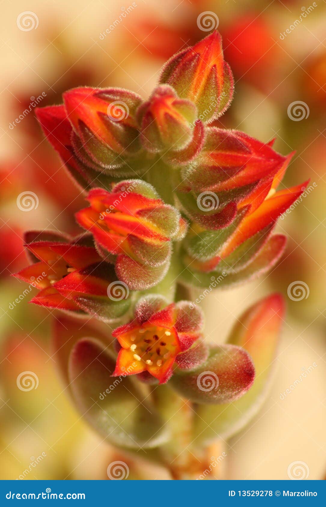 Fleurs de Crassula photo stock. Image du fermer, ressort - 13529278