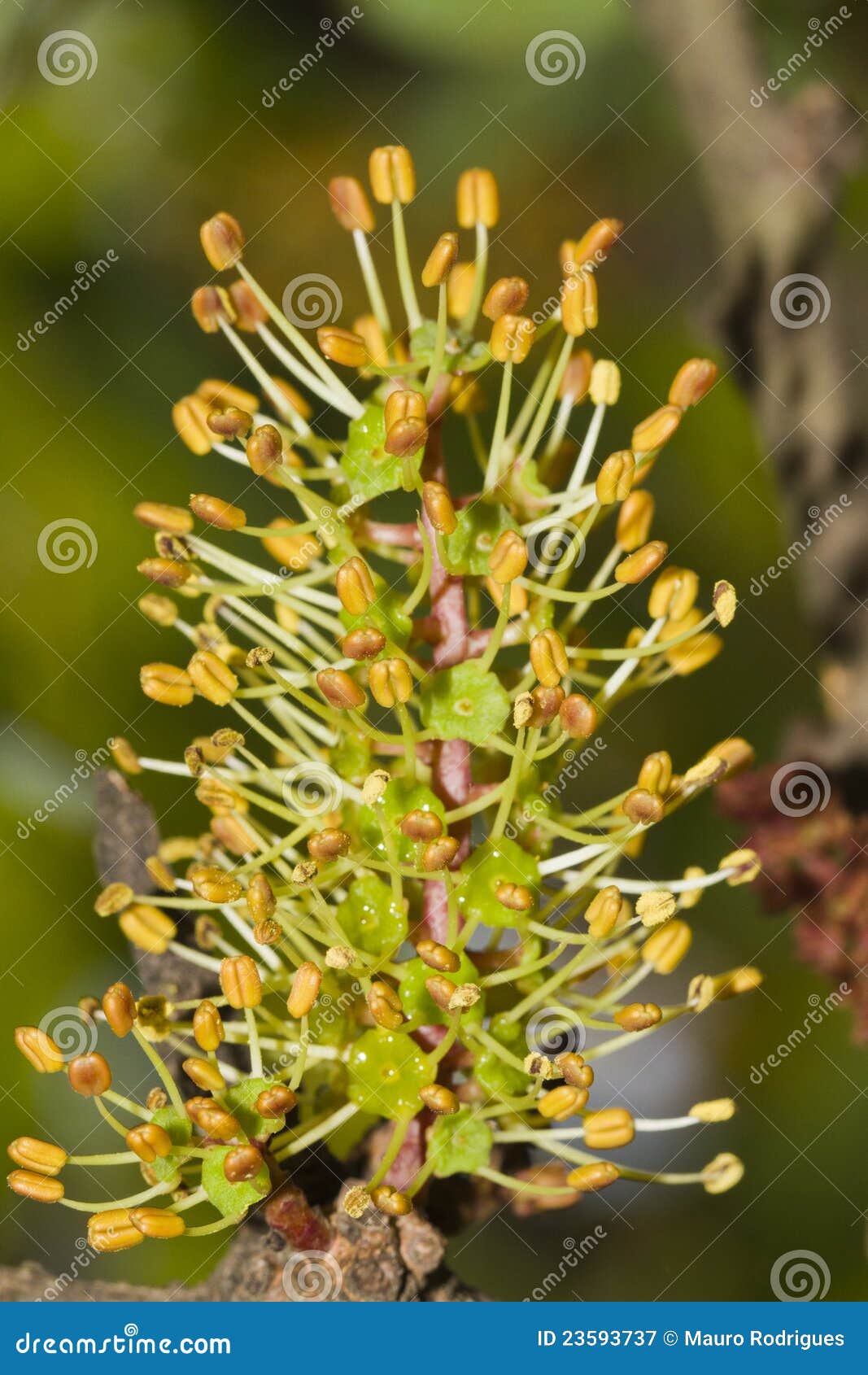 Fleurs De Fleur Du Caroubier Image stock - Image du nutrition, fleur ...