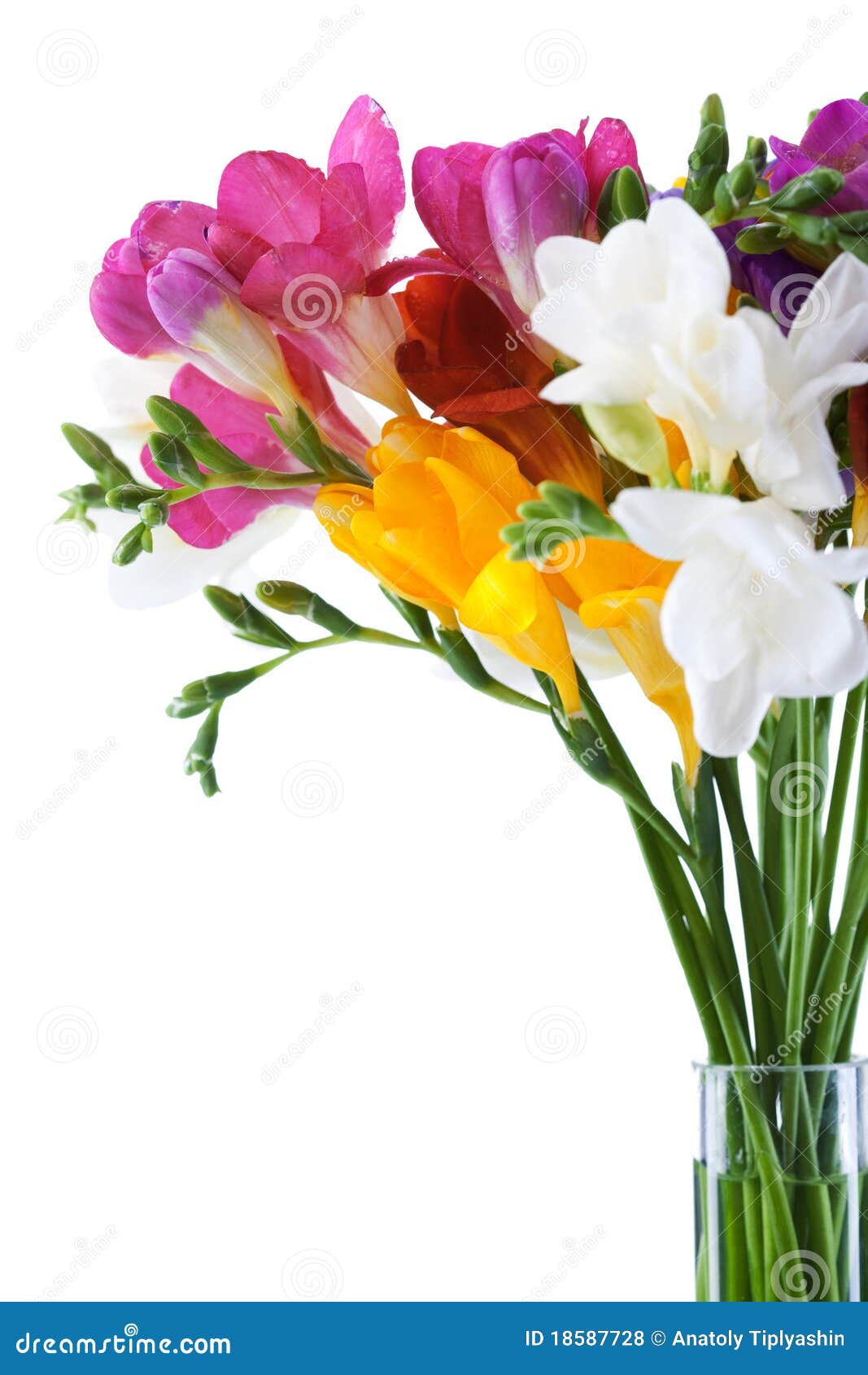 Fleurs de Freesia photo stock. Image du safran, freesia - 18587728