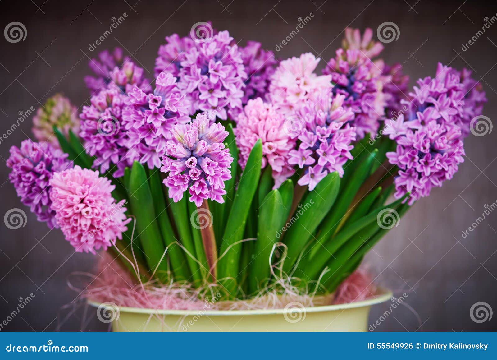 Jacinthe fleur en pot - chrisan55scaptac