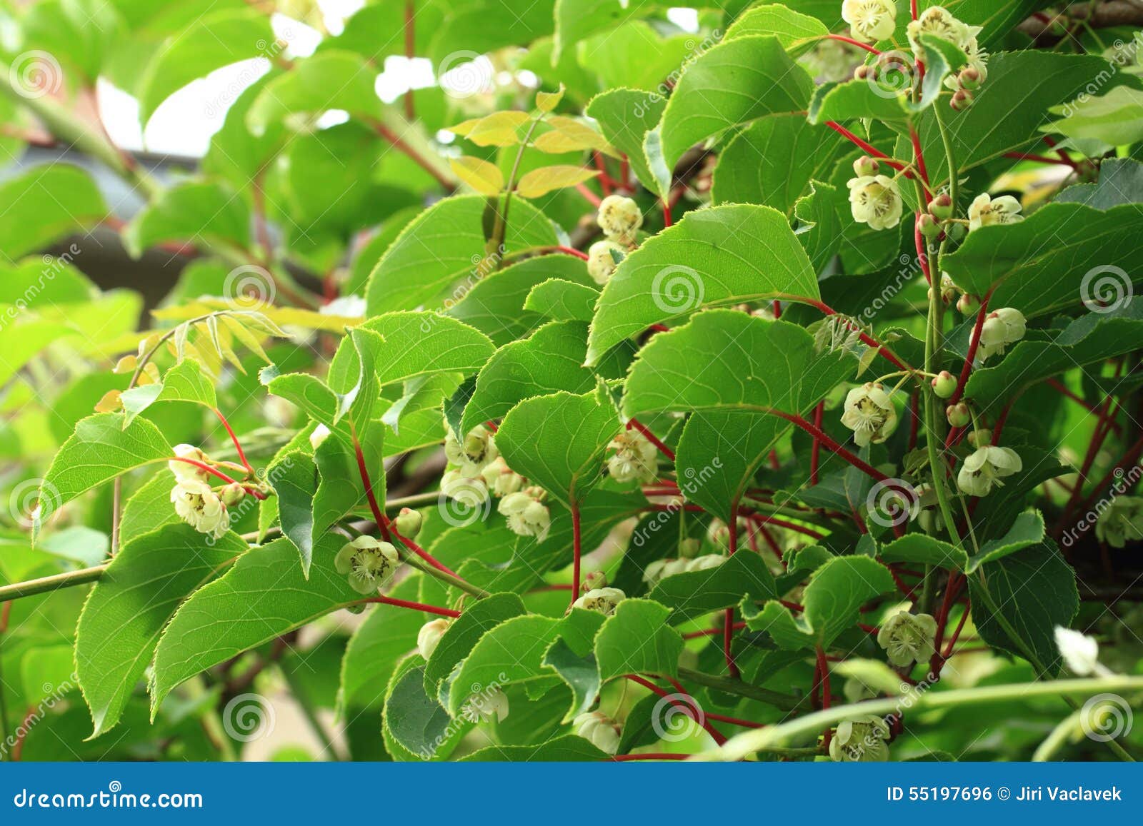 Fleurs De Kiwi Et Plante (actinidia) Photo stock - Image du jaune ...