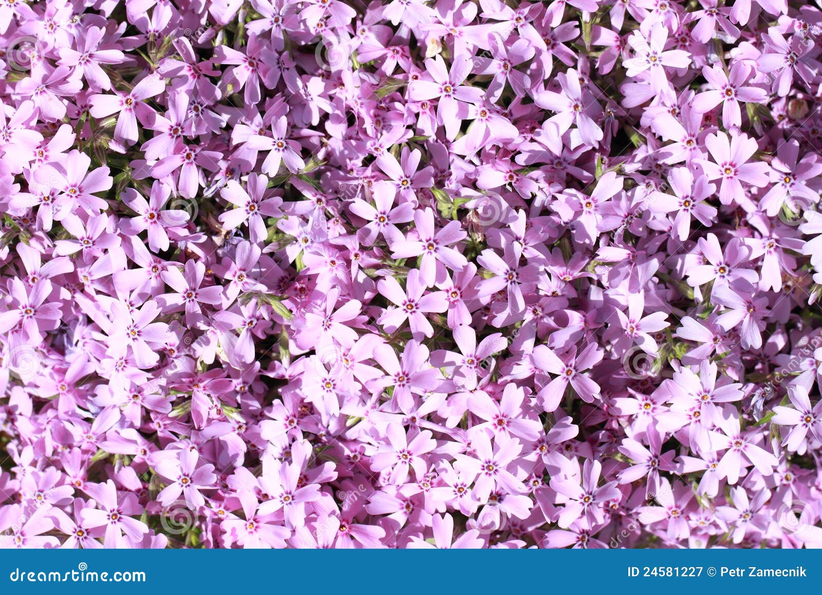 Fleurs de Lila image stock. Image du centrales, nature - 24581227