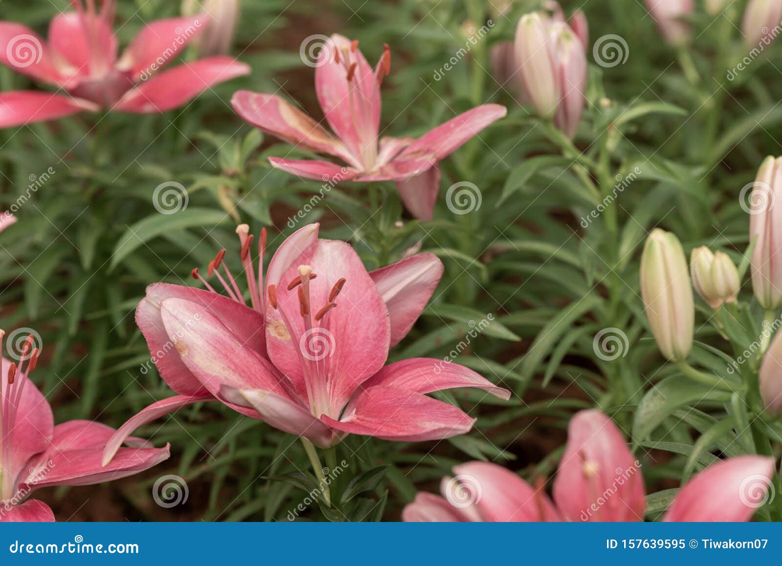 Images Fleur De Lys - Téléchargez 946 Photos libres de droits