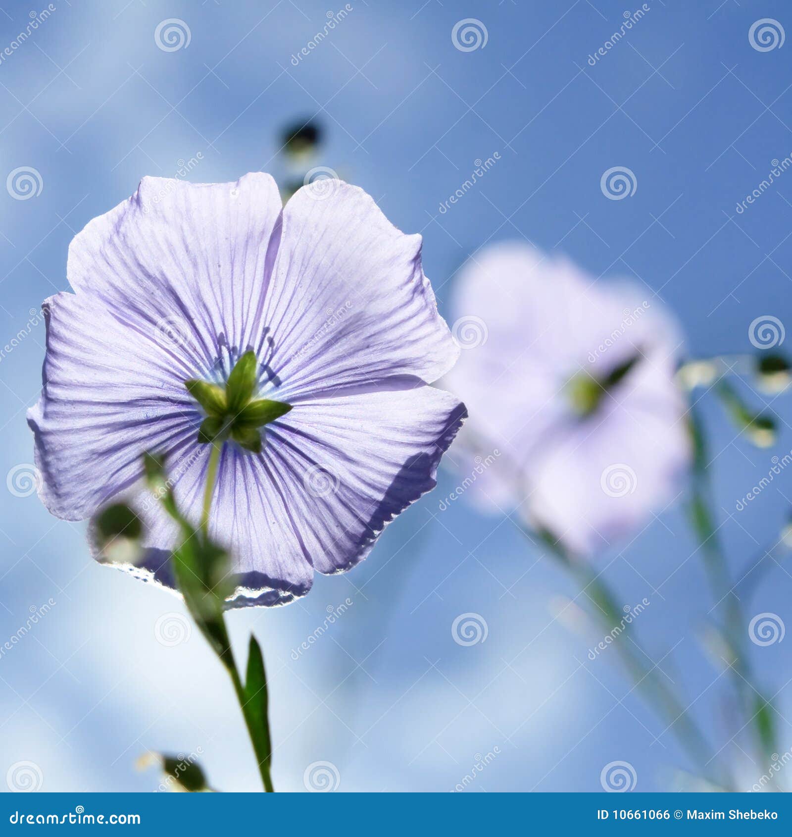 Fleurs de lin textile photo stock. Image du bourgeon - 10661066