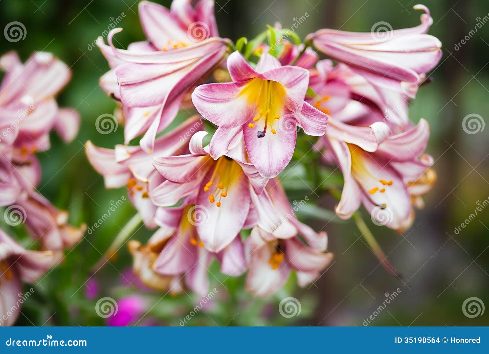 Fleurs de lis photo stock. Image du roman, fleurs, blanc - 35190564