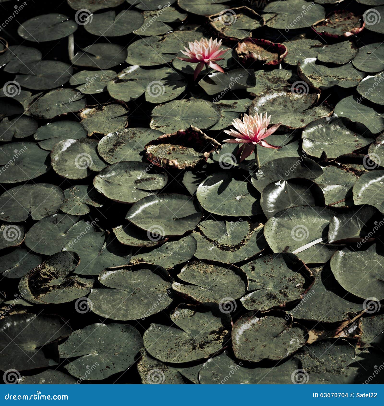 Fleurs de lotis photo stock. Image du fleur, effet, cordon - 63670704