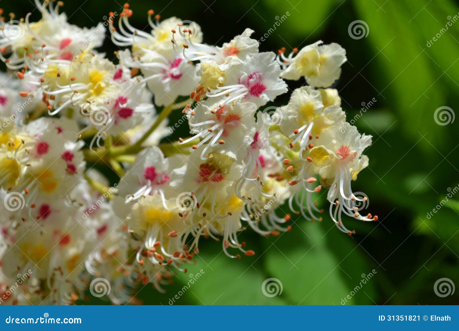 Fleurs de marron d'Inde image stock. Image du fond, arbre - 31351821