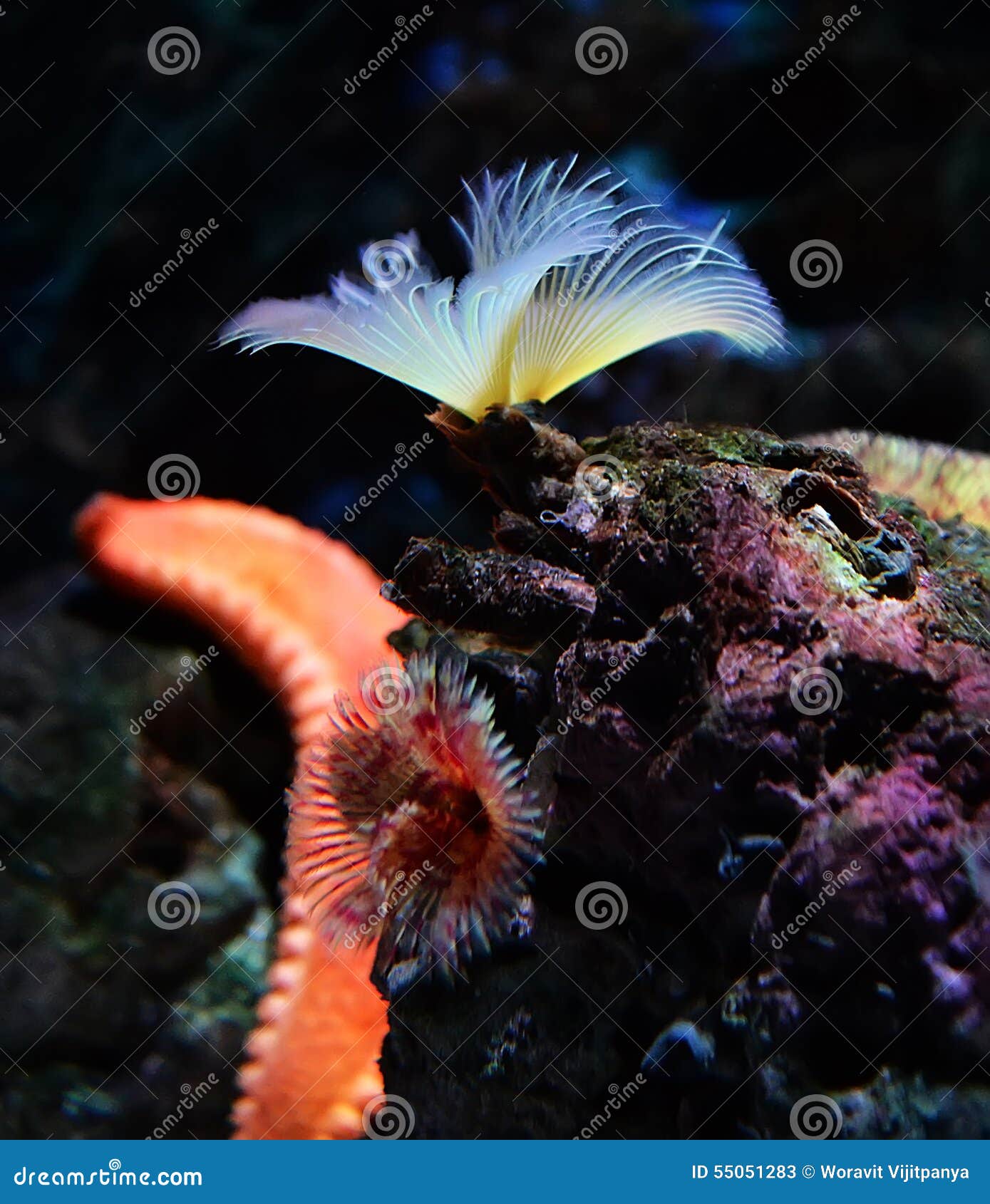 Fleurs de mer image stock. Image du foncé, sable, centrales - 55051283