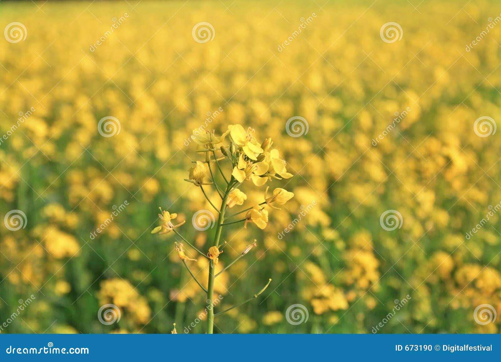 Fleurs De Moutarde En Pleine Floraison Dans Des Domaines De Moutarde ...