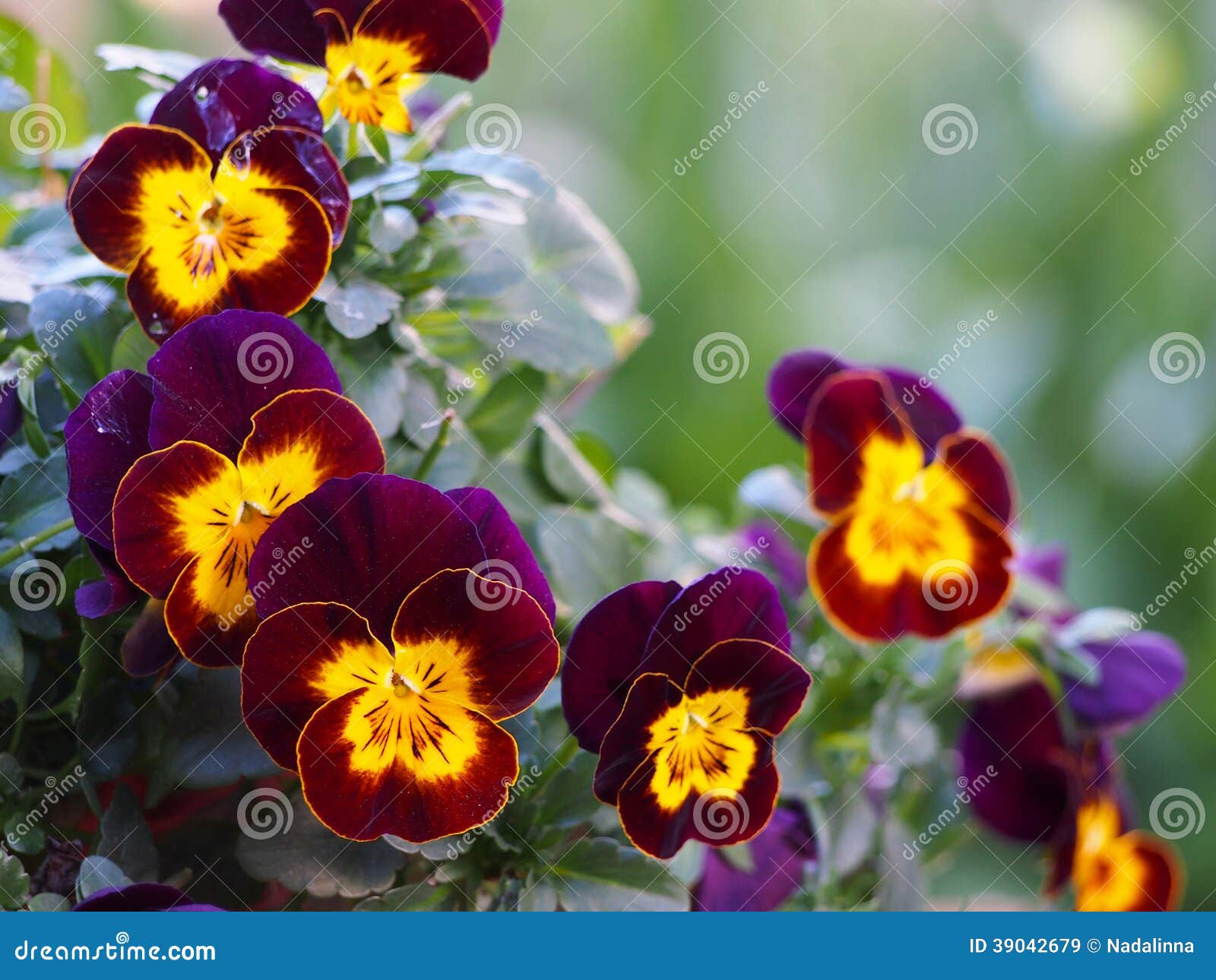 Fleurs De Pensée Dans Deux Couleurs Image stock - Image du pensée ...