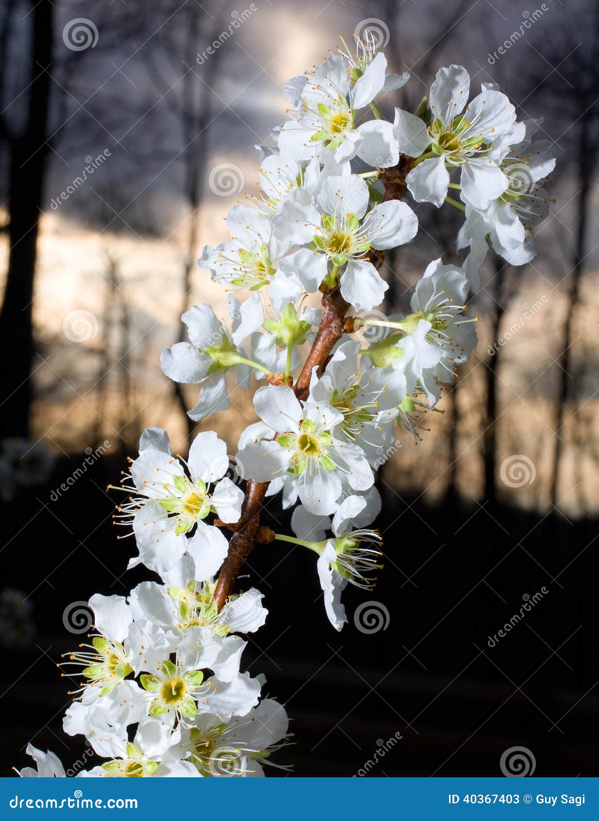 Fleurs de prune image stock. Image du noir, orange, blanc - 40367403